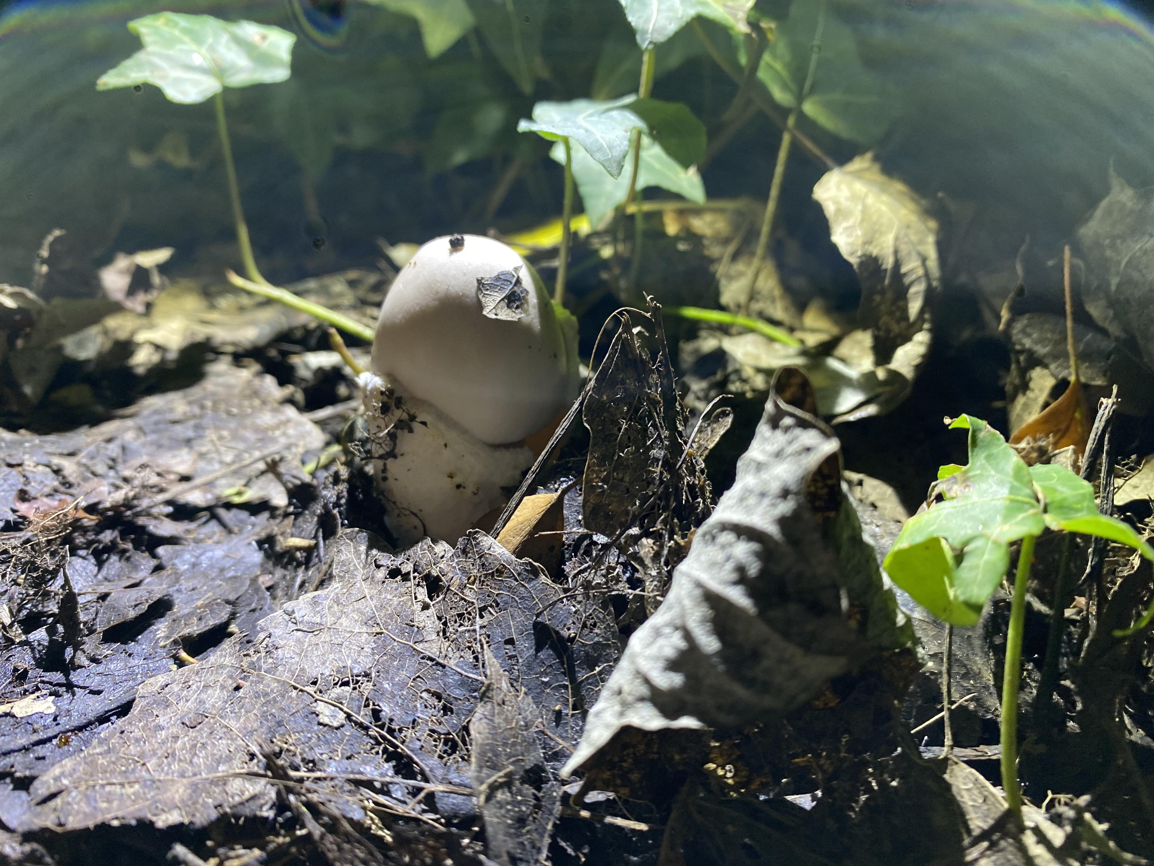 May I present, the egg from Alien | Scrolller