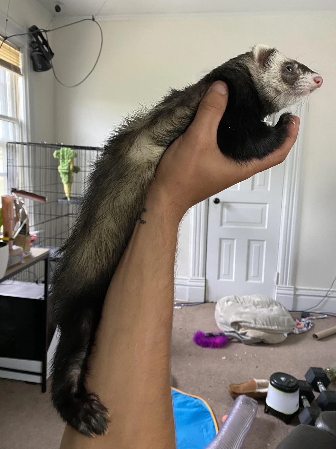 Why he such a smol bean? | Scrolller