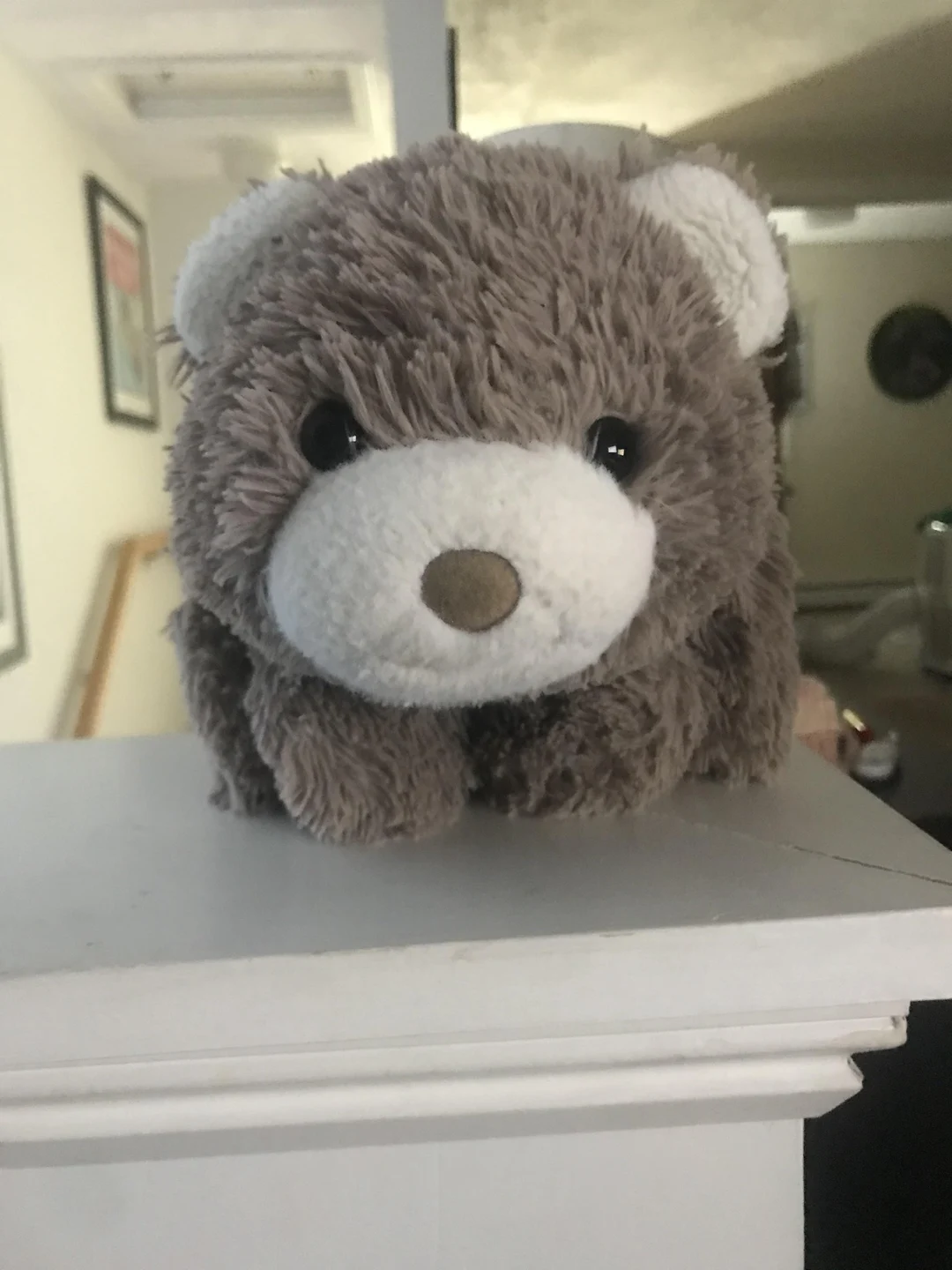 Chonklit wants to know if you think he is a cute little bear? | Scrolller