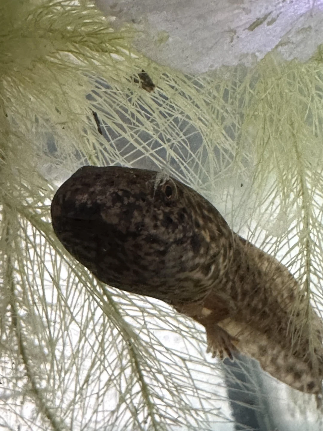 Operation get a fish | Scrolller