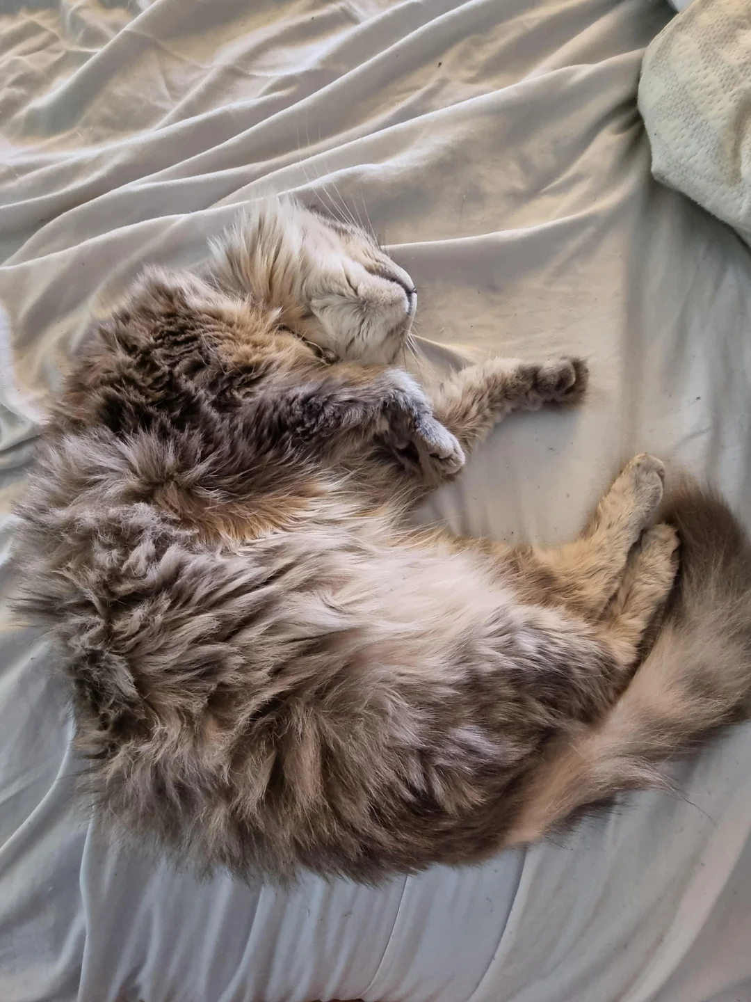 My special floof really channelling those Sunday feels | Scrolller