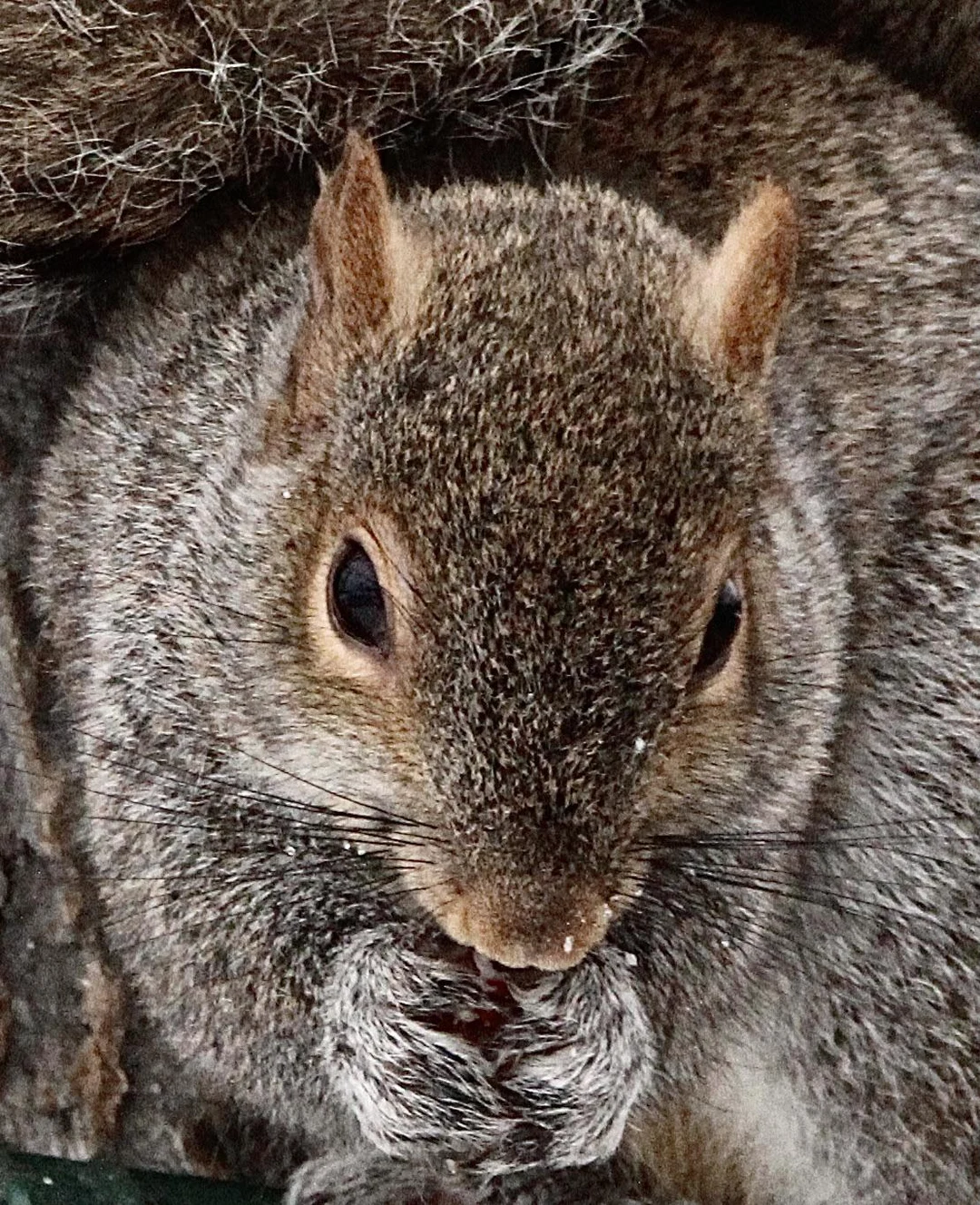 Discover more like Squirrels: Squirrel and Related Content | Scrolller