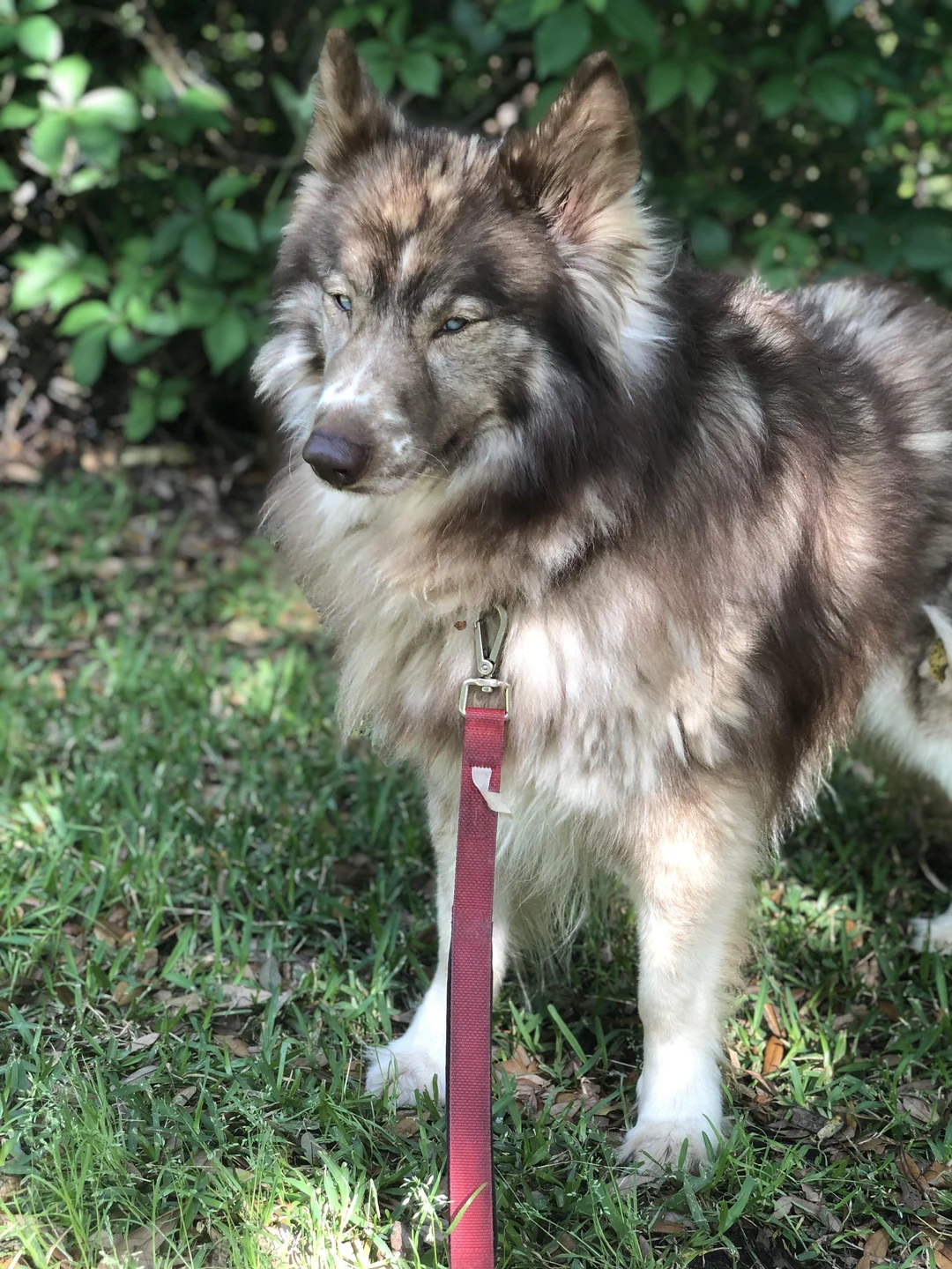 Arcanine has the best side eye. | Scrolller