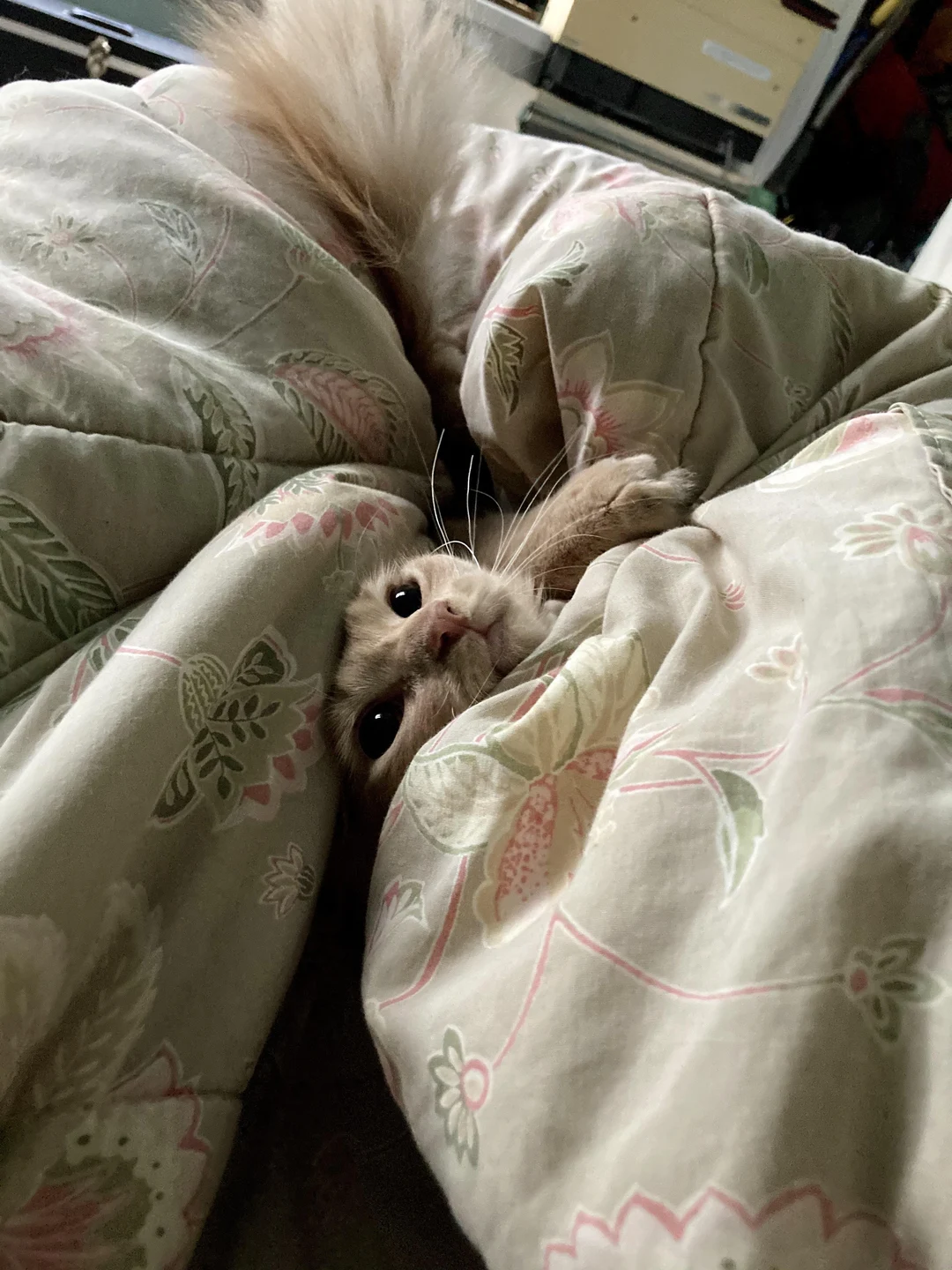 Caught in the blanket crevasse 🙀 | Scrolller