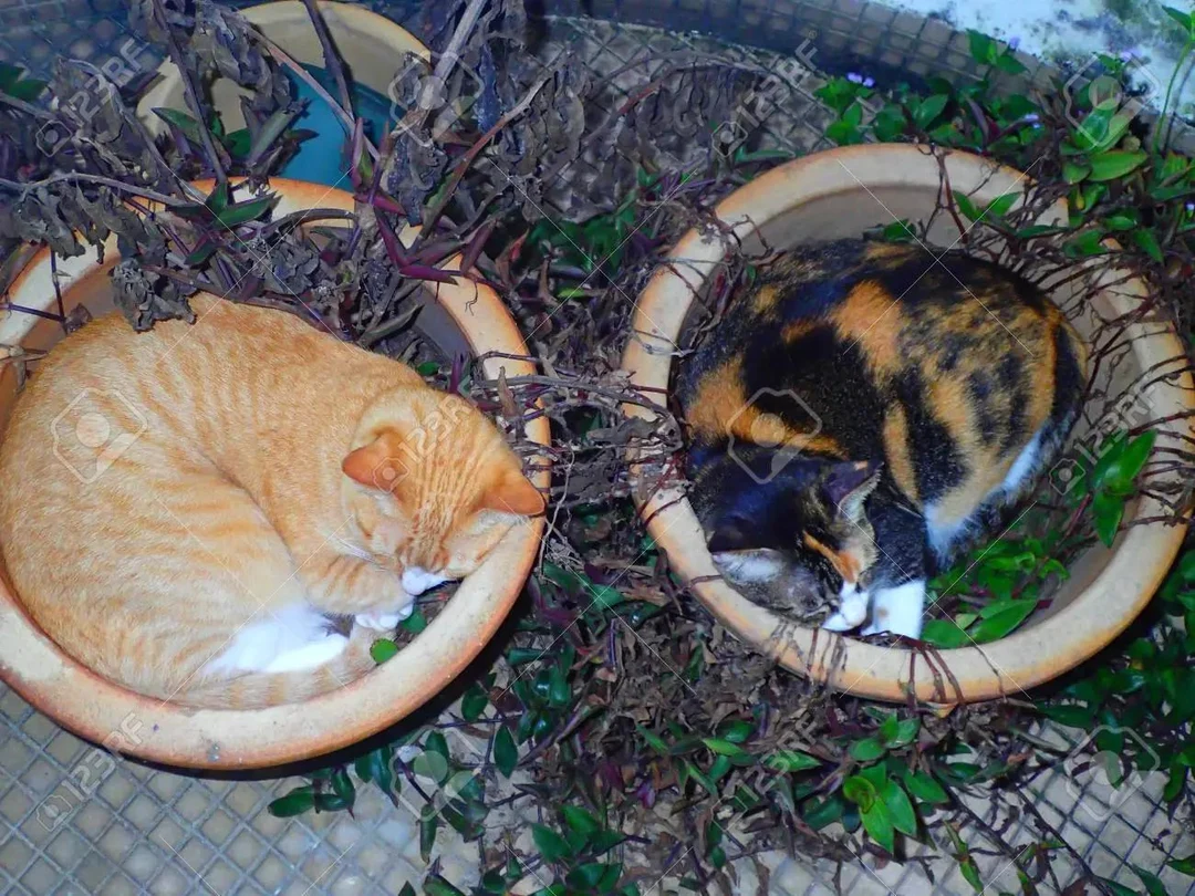 potted sleep | Scrolller