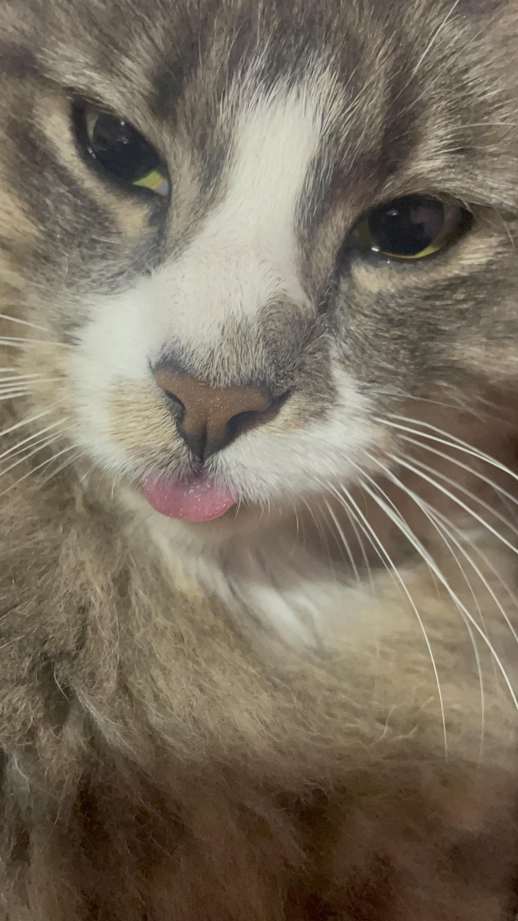 This Blep pose: MooPie is even more Gorgeous like this | Scrolller