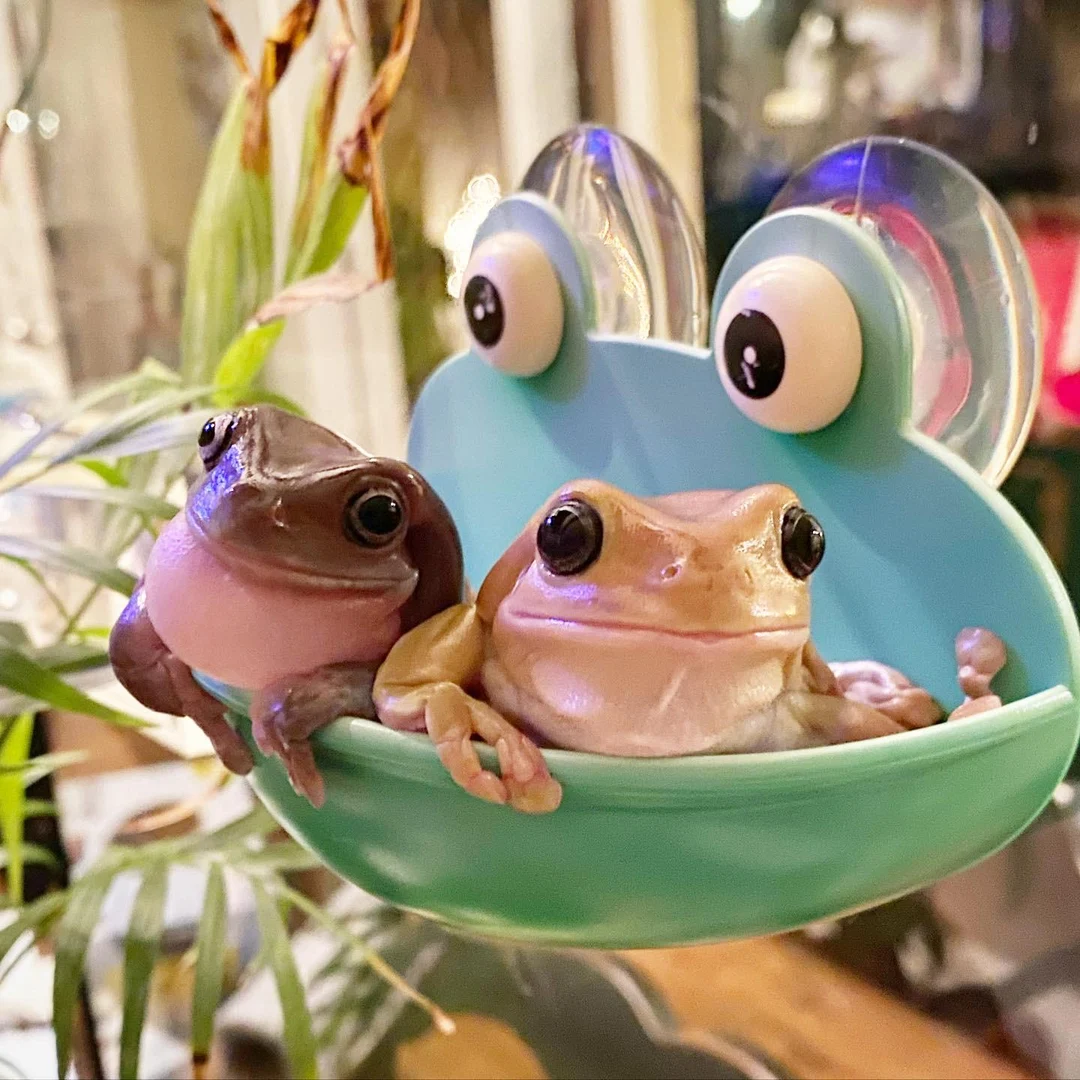 What is it like having green tree frogs around? | Scrolller