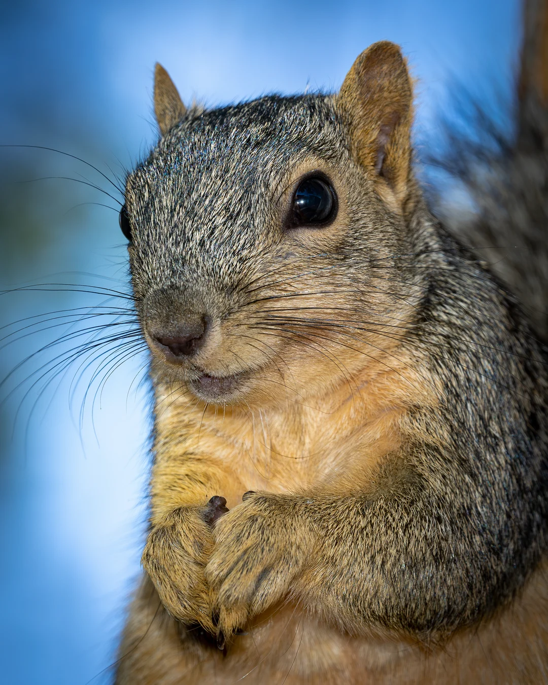 Sweet Mother Squirrel | Scrolller