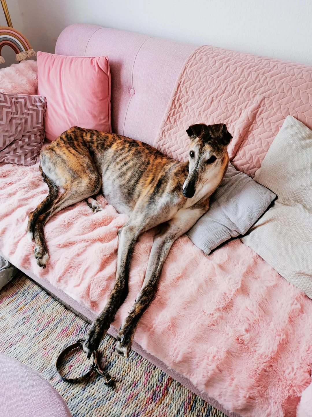 Limping hound — how can we make him feel more comfortable? | Scrolller