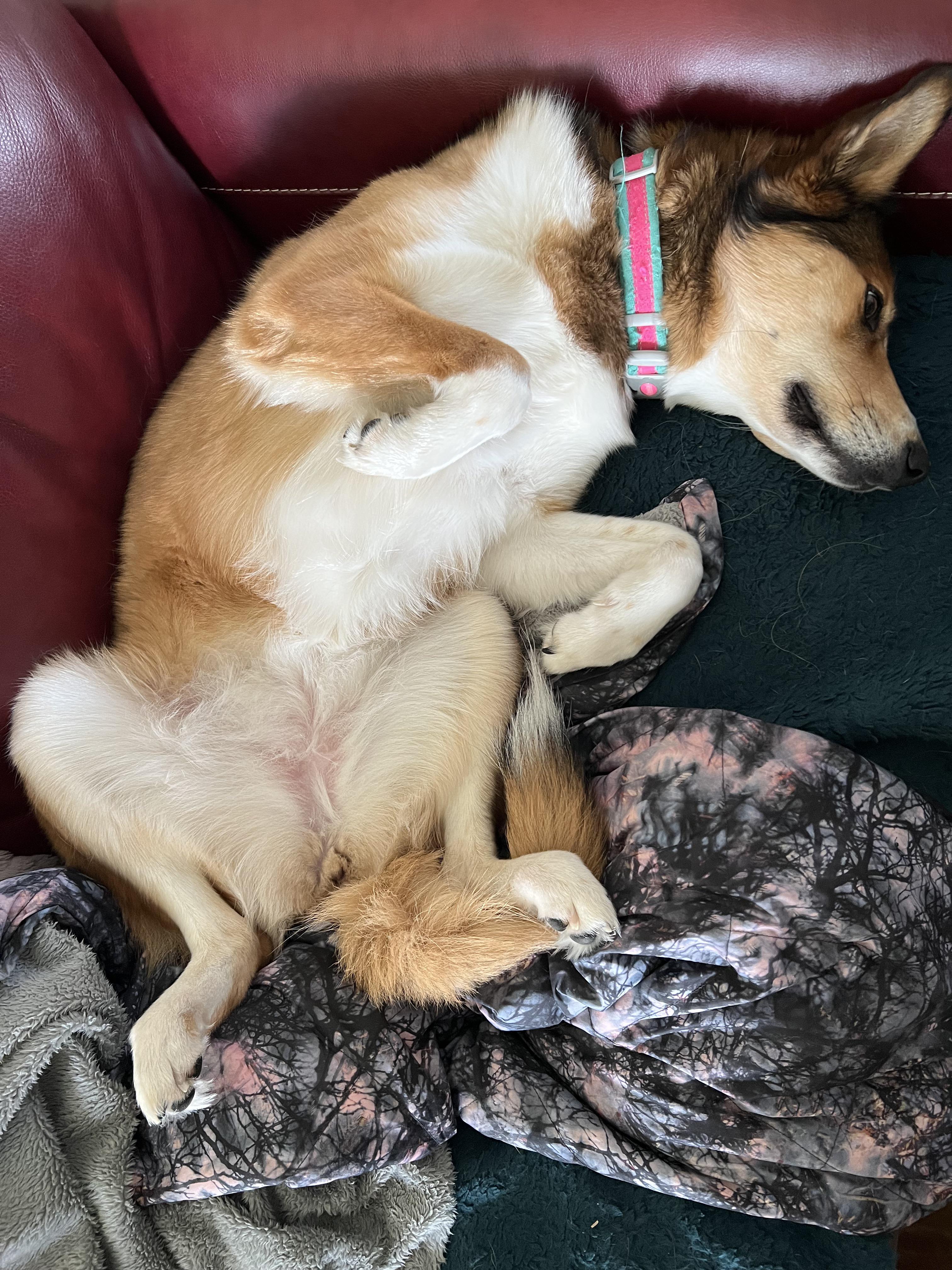 Echo says hello in one of her weird ass sleeping positions… | Scrolller