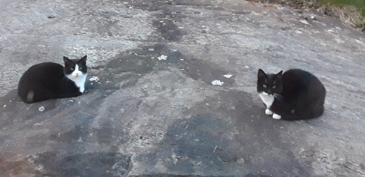 My cats had a loaf competition outside the window. | Scrolller