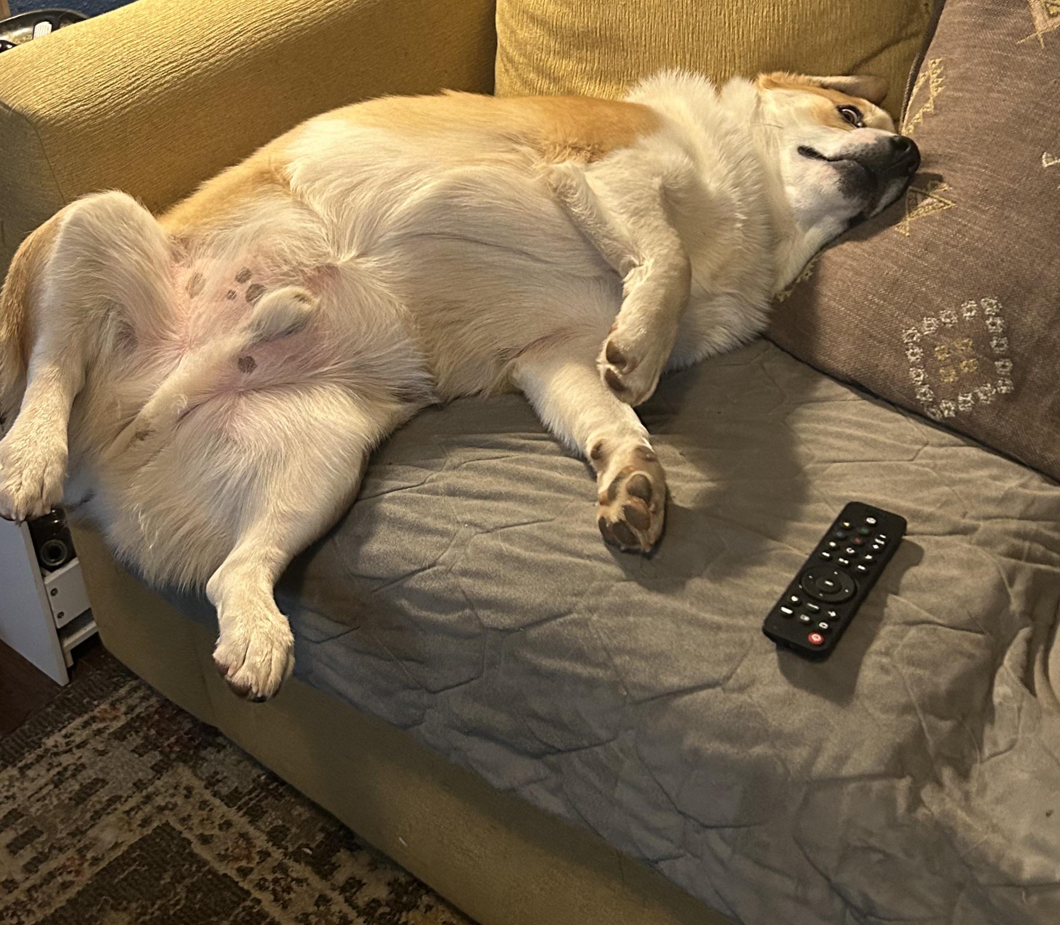 How is this comfortable? | Scrolller