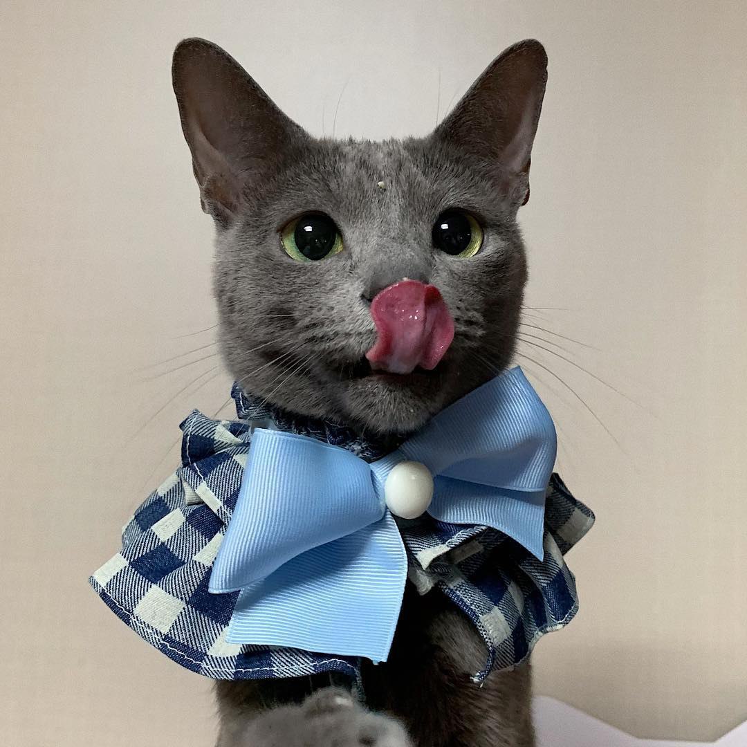 My cat loves sweets | Scrolller