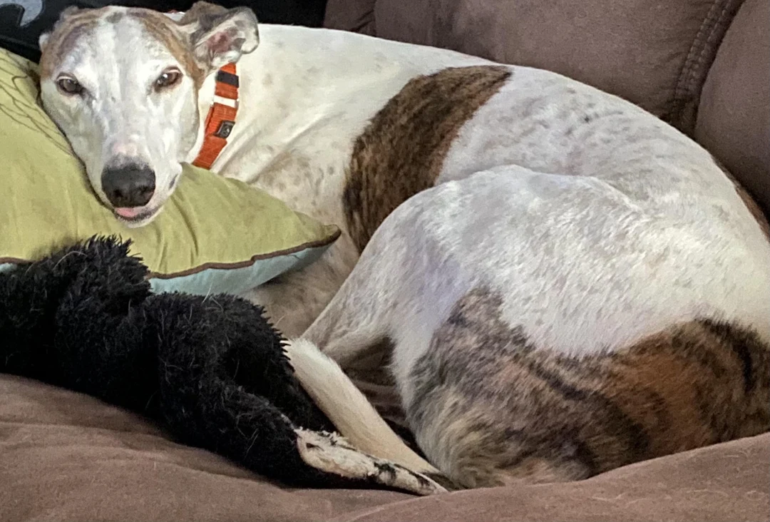 The smallest blep from a very big boy | Scrolller