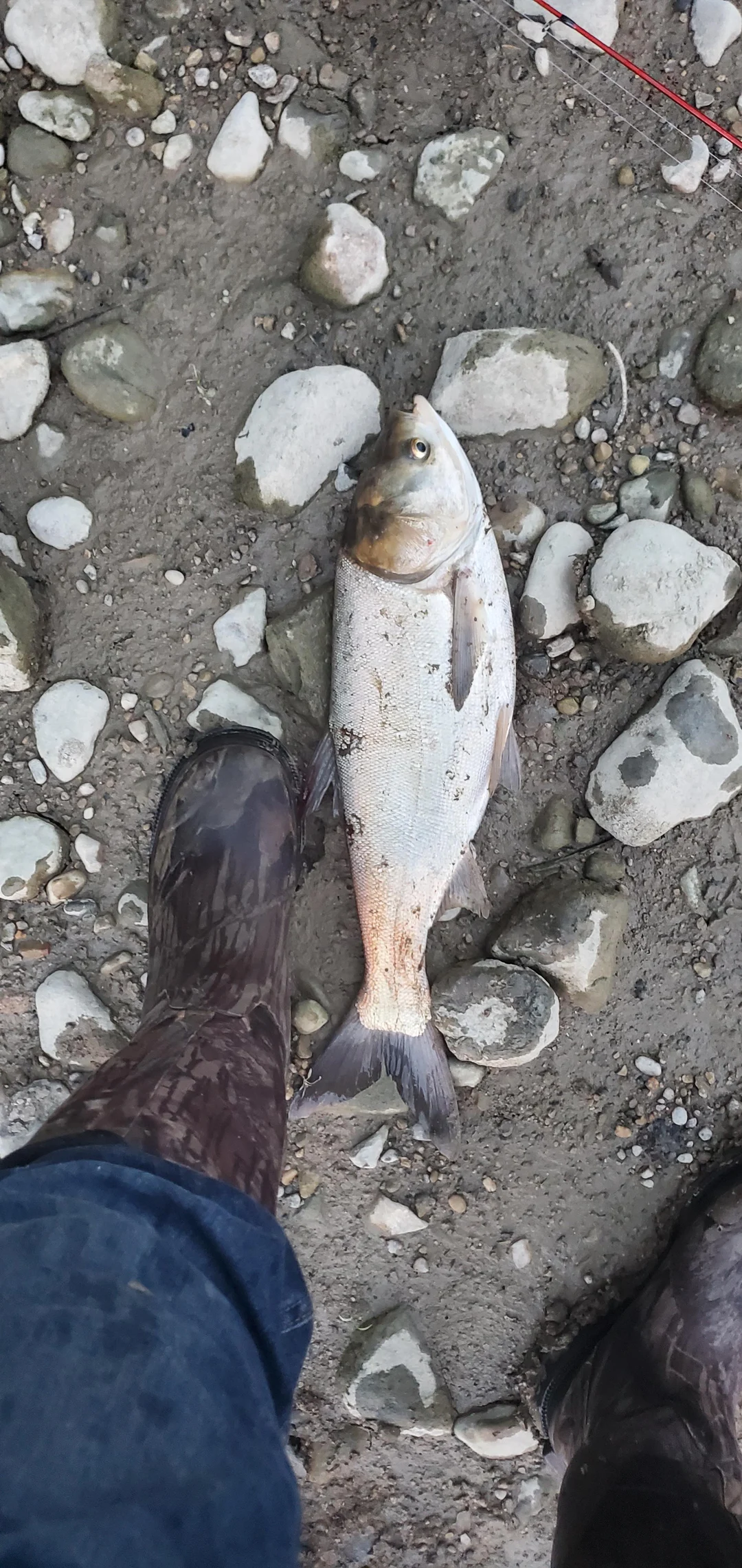 Biggest fish I've ever caught, and it was on accident. Snagged him while fishing for bass ...