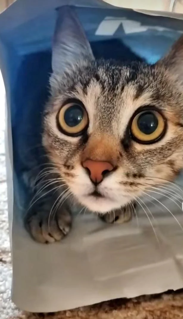 Irresistible trap | Scrolller