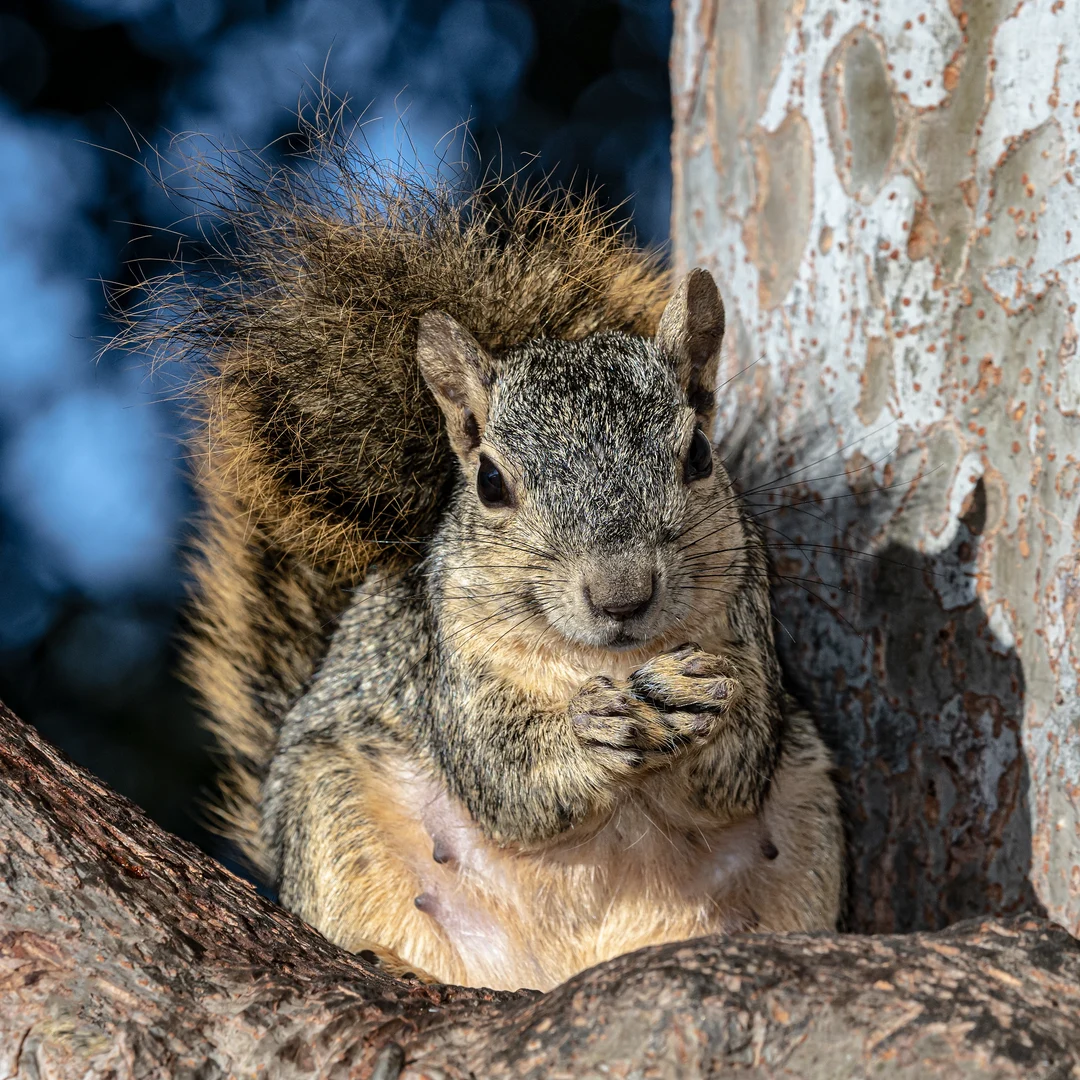 Sweet Mother Squirrel | Scrolller
