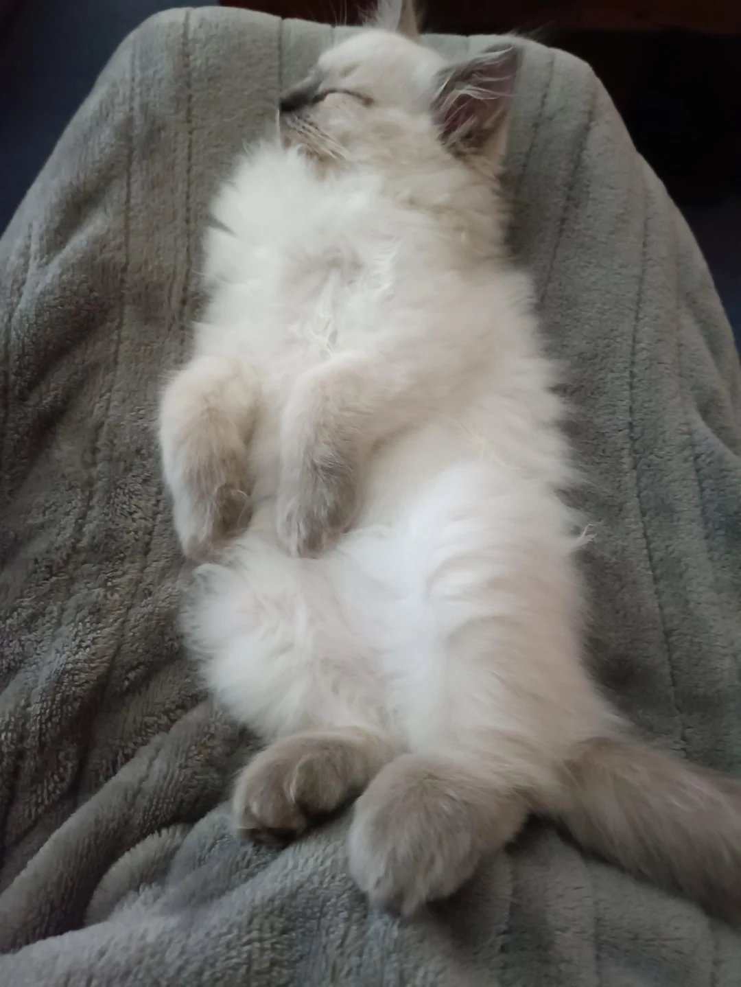 More mini floof | Scrolller