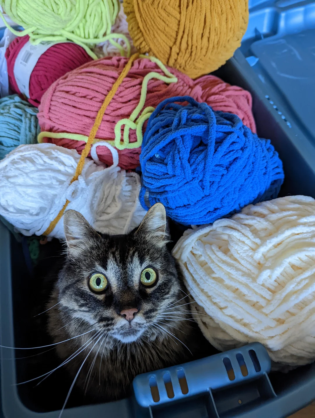 A very squishy cat trap | Scrolller