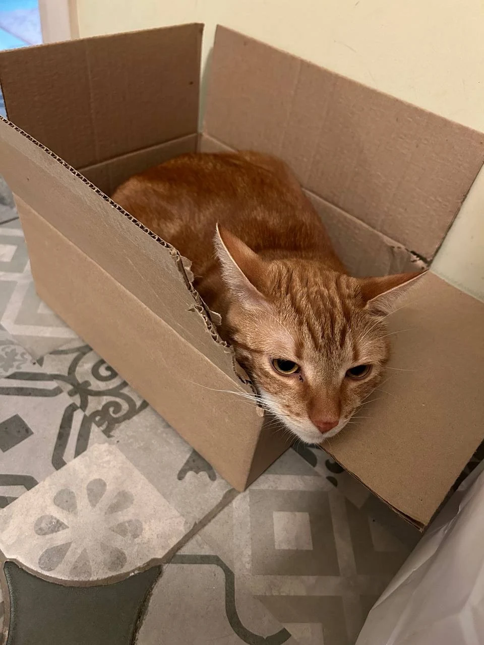 A very efficient trap | Scrolller