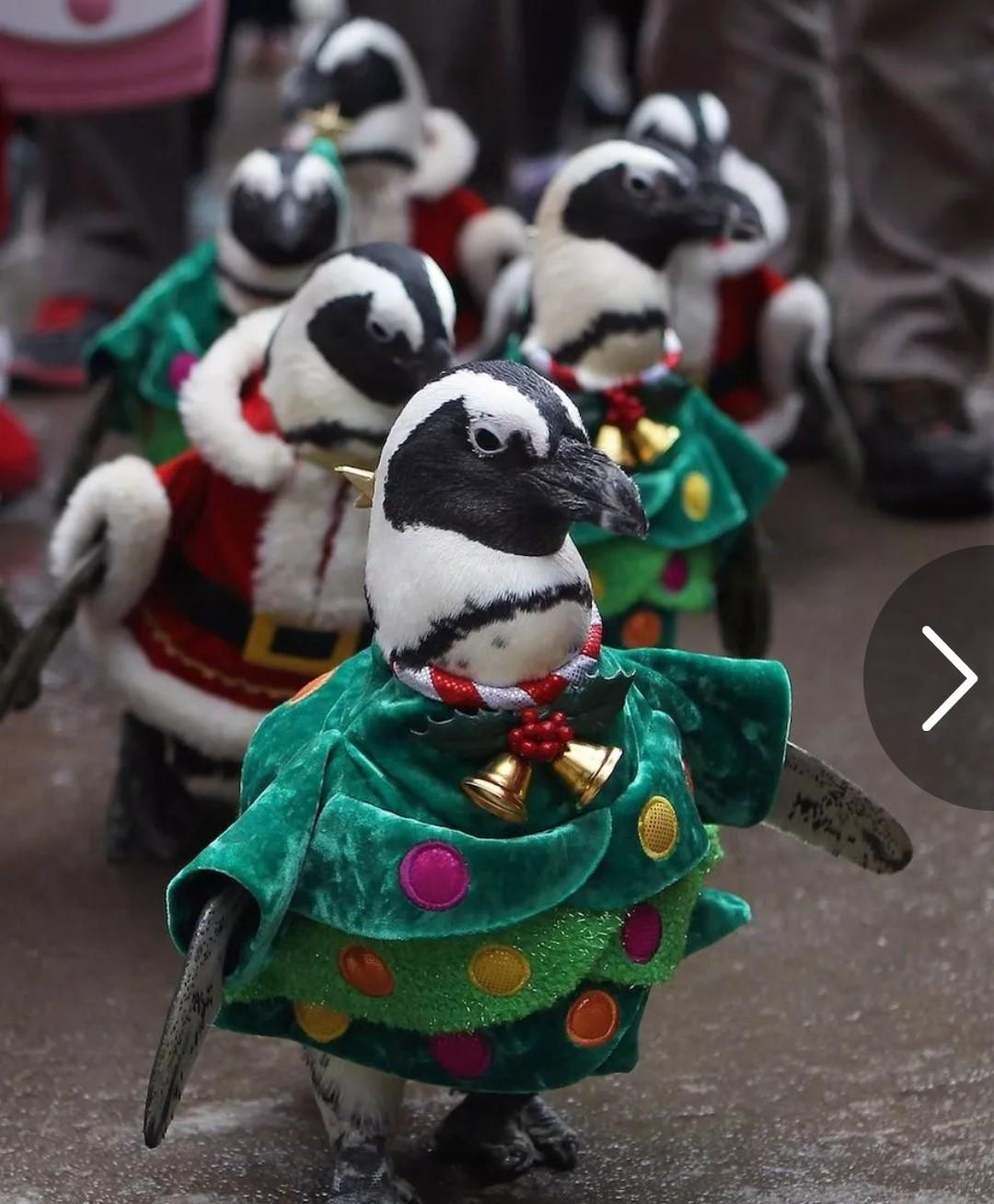 Christmas penguins on parade 🐧🎄 | Scrolller