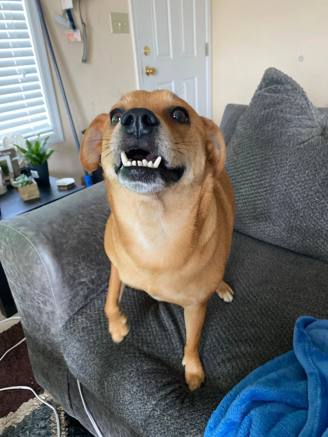 Where do I begin? But man, do I love this derpy boy. | Scrolller