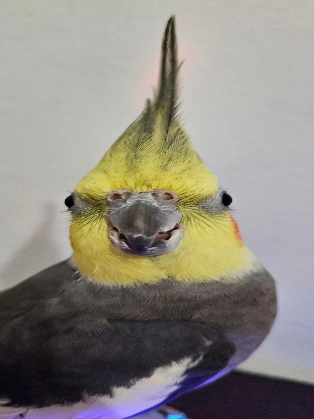 cornflake | Scrolller