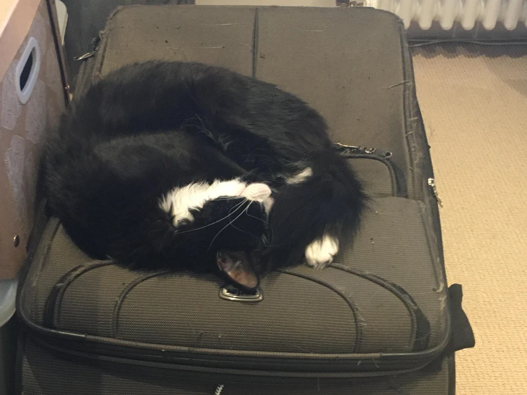 He loves my old suitcase. | Scrolller
