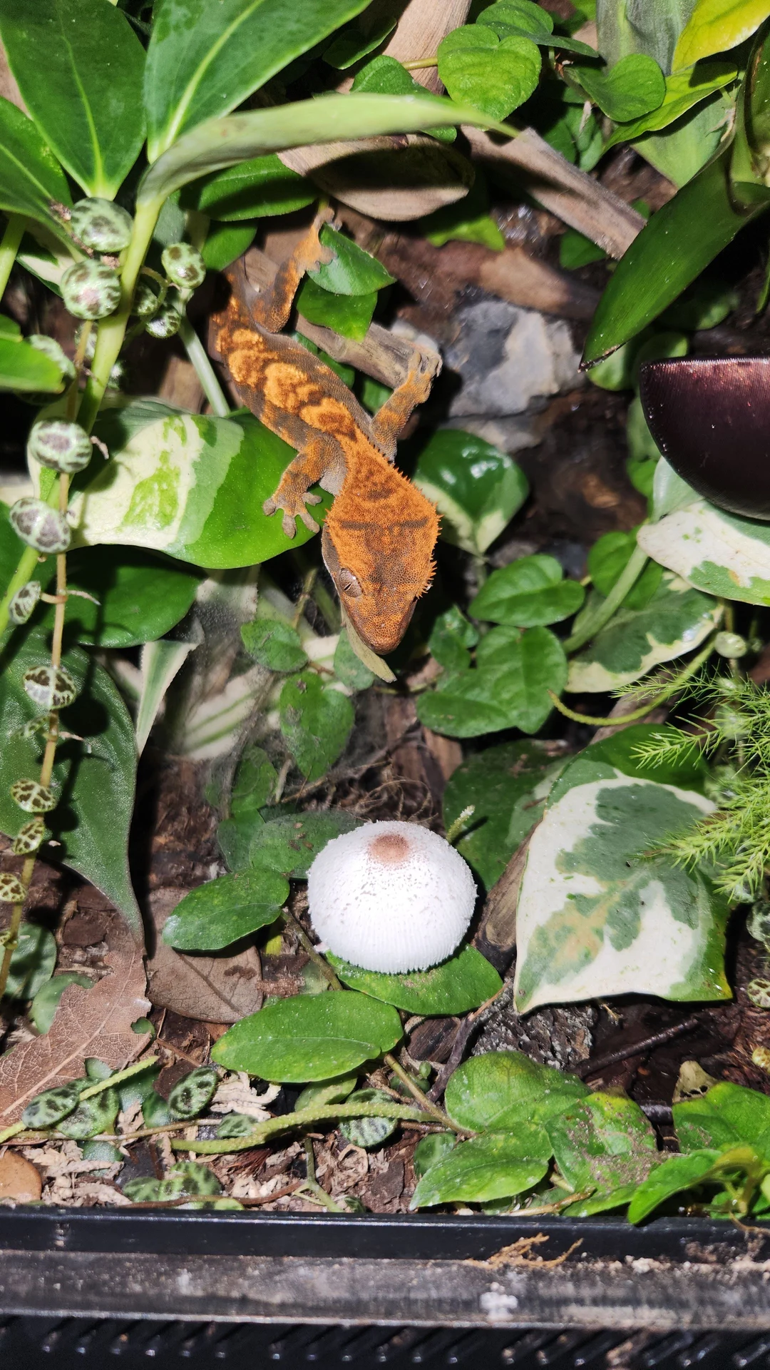 Bros never seen a mushroom | Scrolller