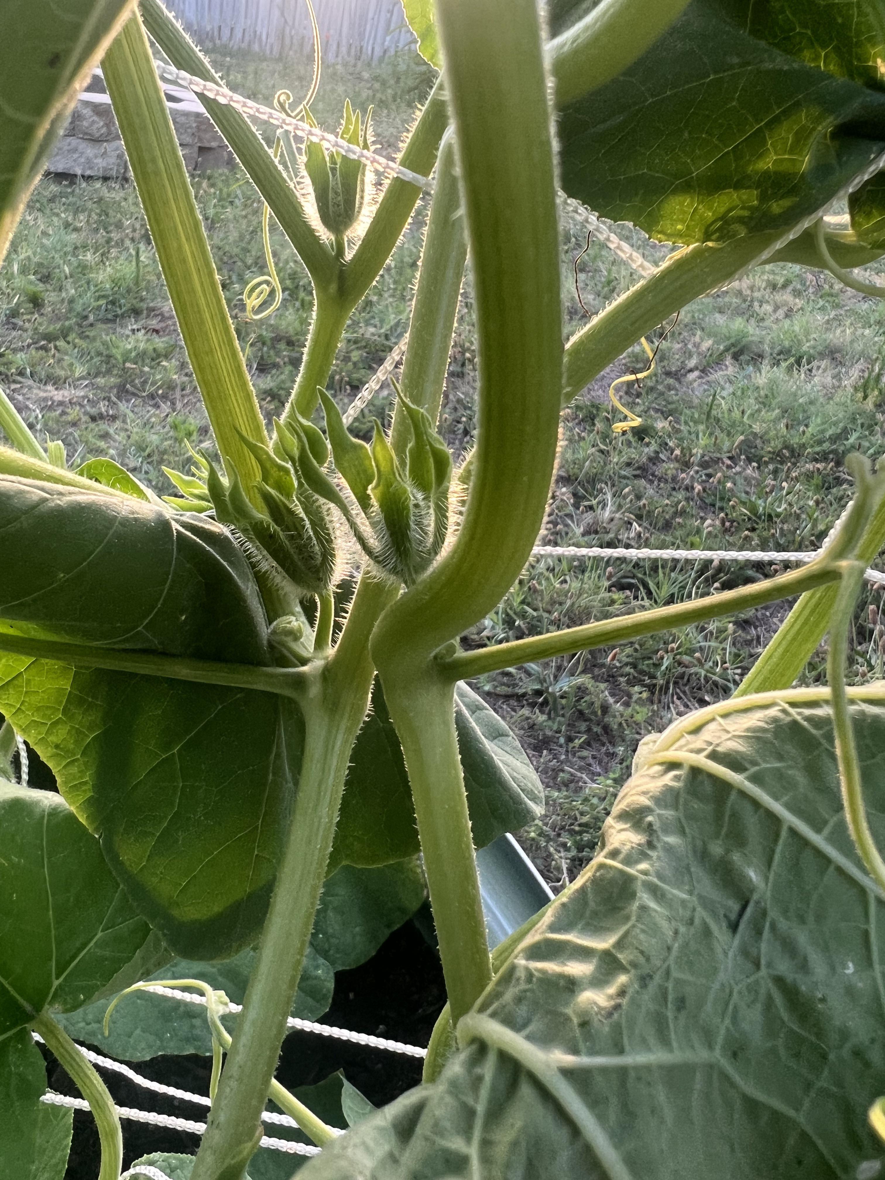 First time growing butter nut squash! | Scrolller