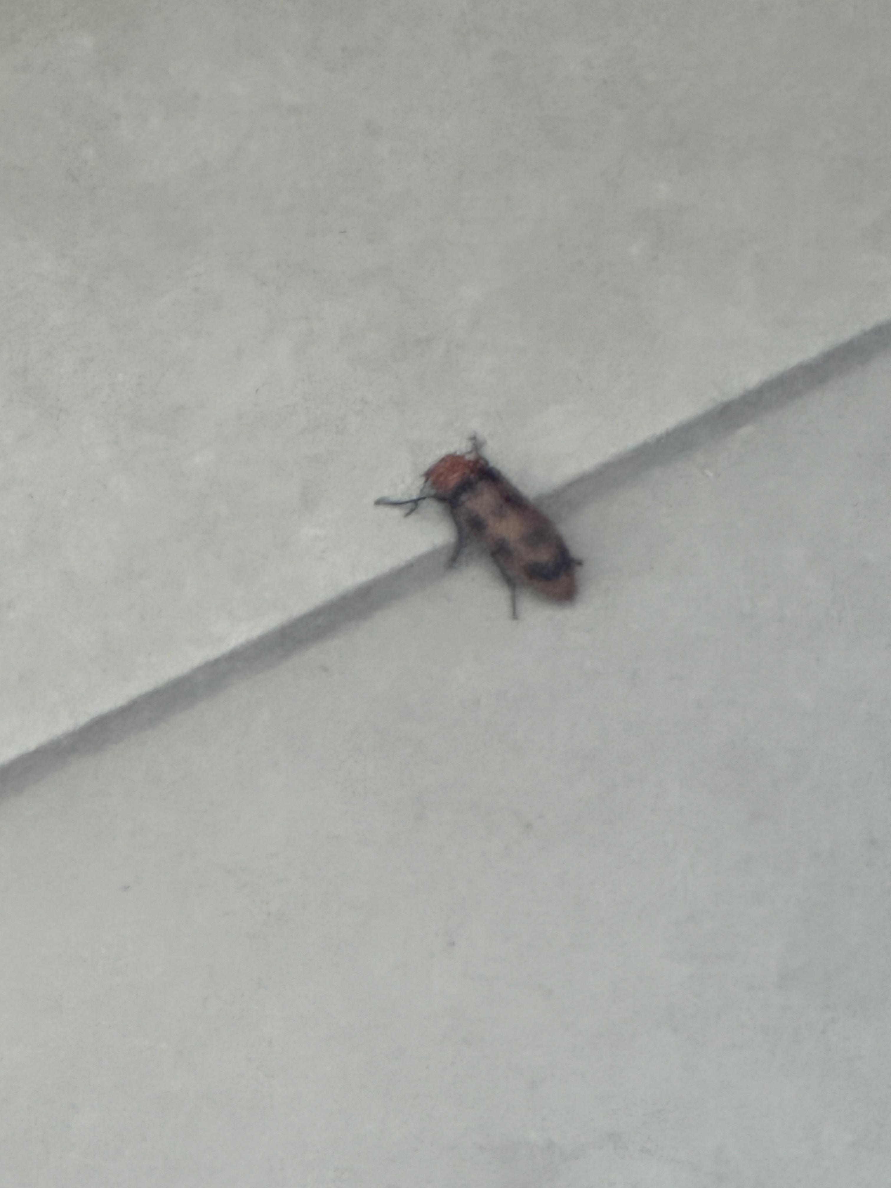What is this insect | Scrolller