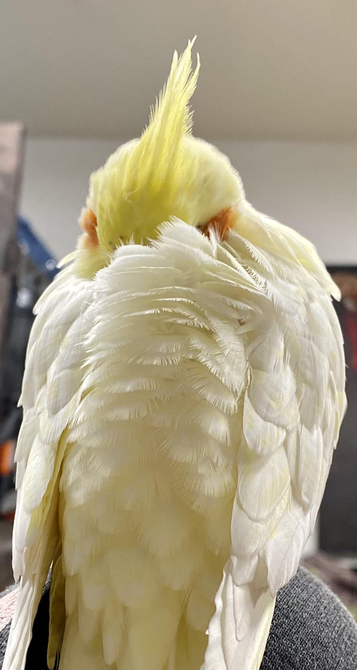 Fluffy borb sleeping | Scrolller