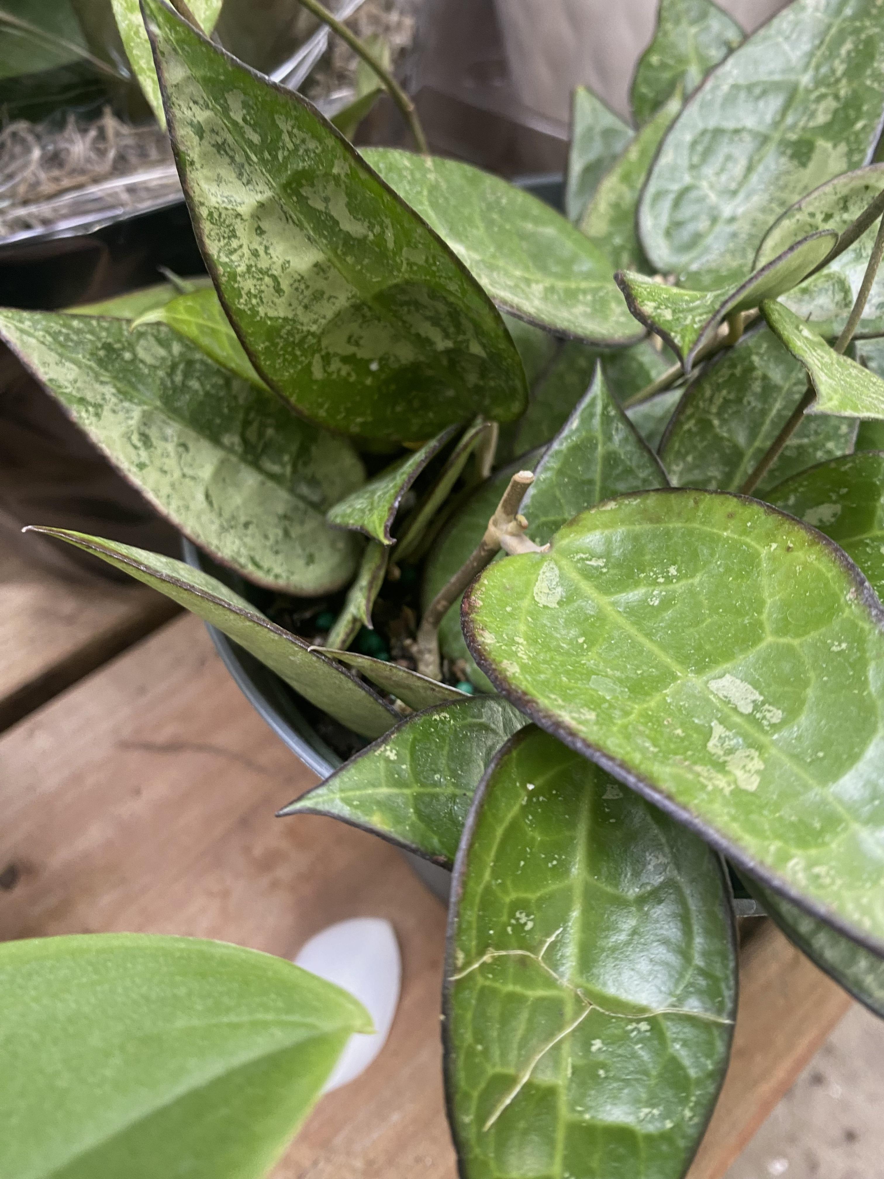 Hoya parasitica ? | Scrolller
