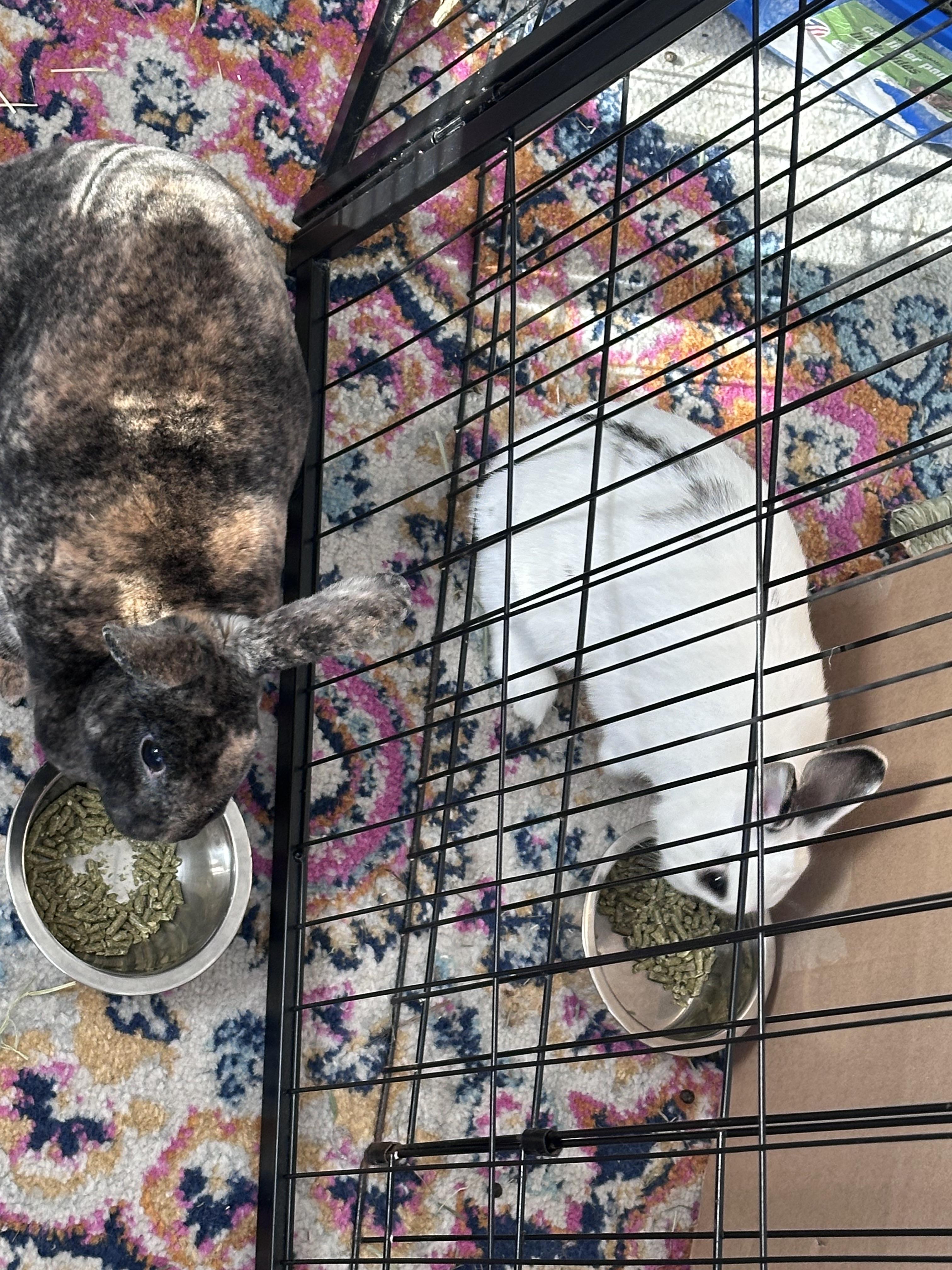 Introducing Philip & Luna | Scrolller