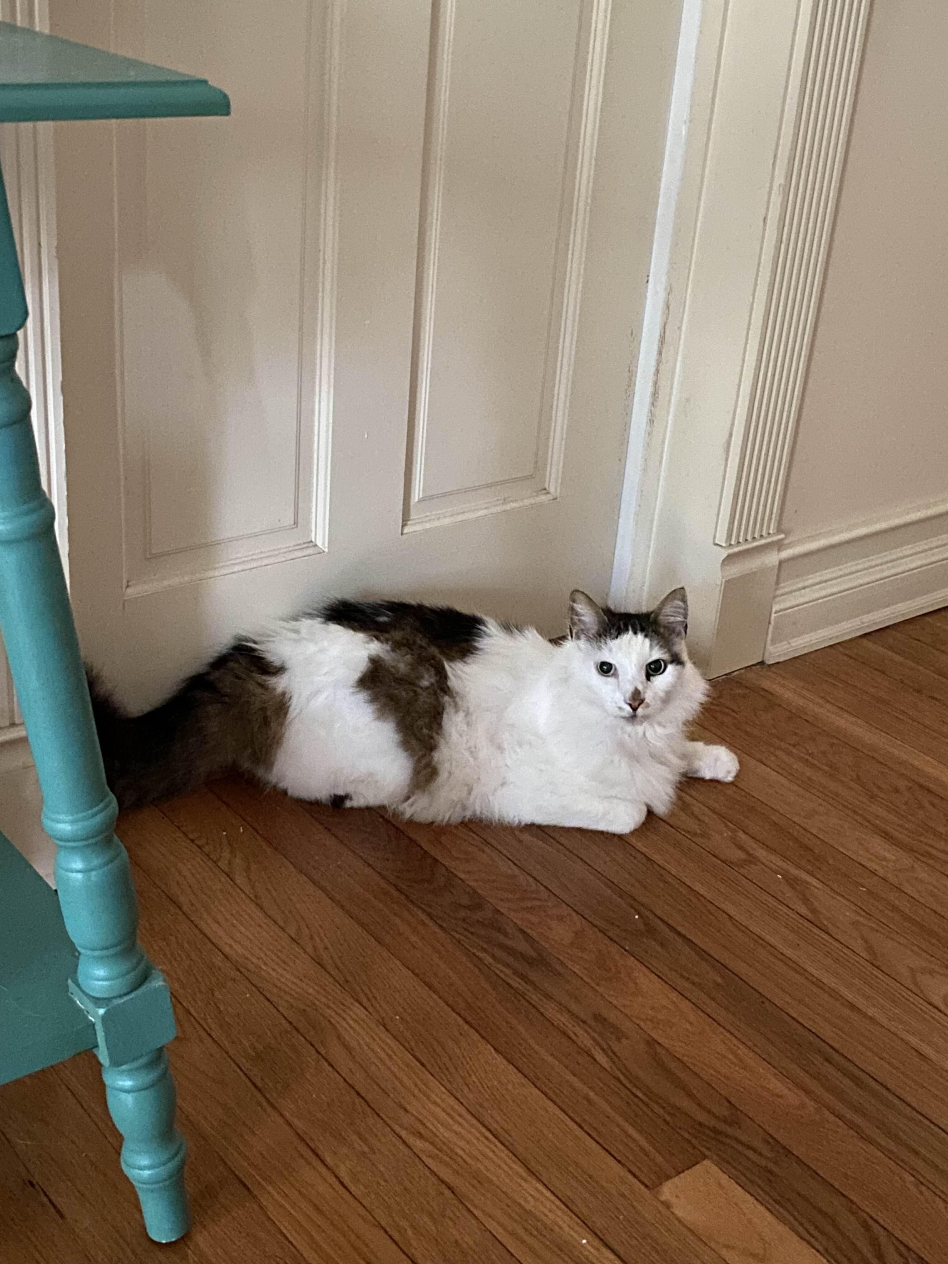 (OC) fluffy cat [Darwin] | Scrolller