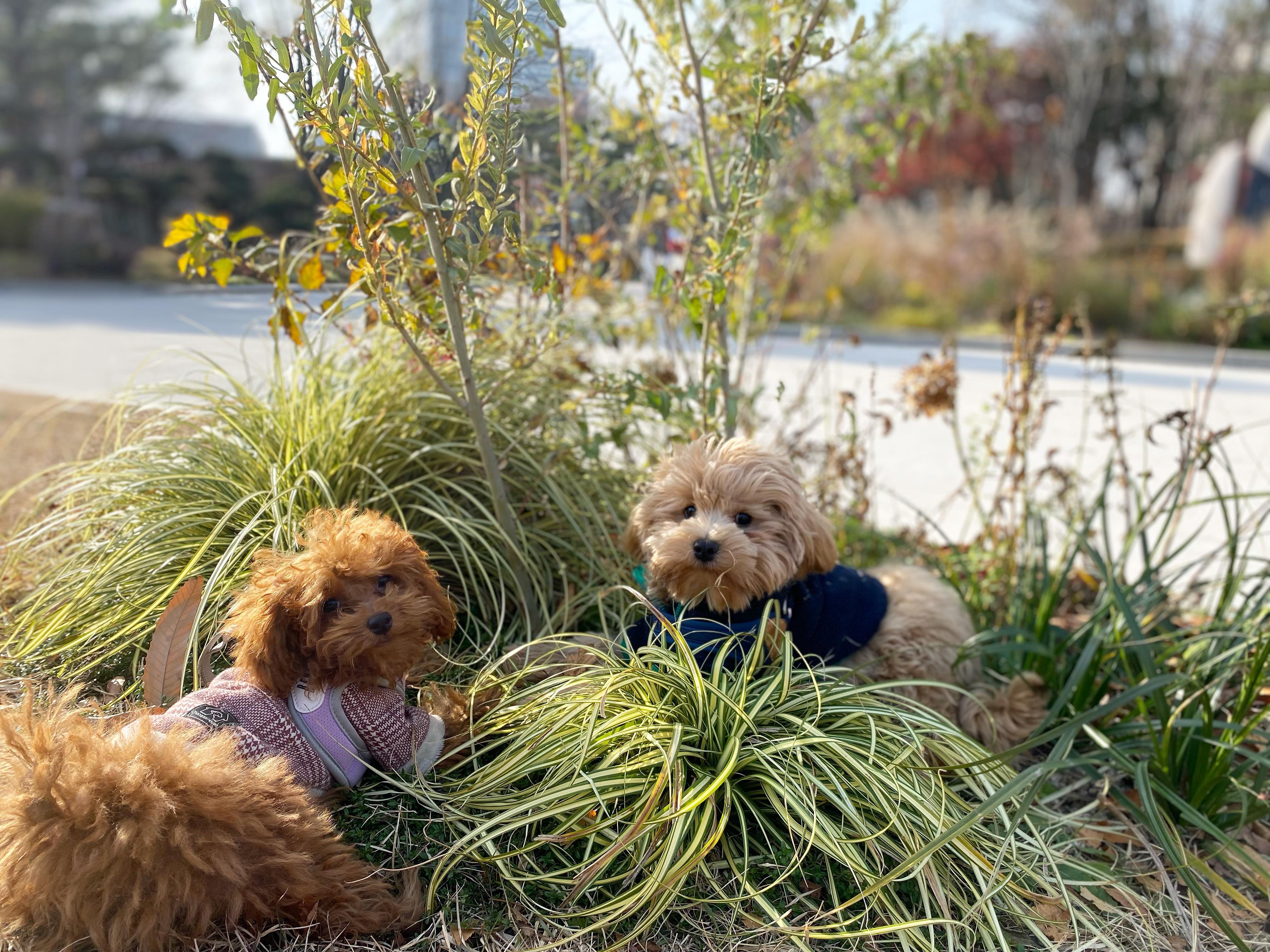 [OC] baby Bongo and her best friend | Scrolller