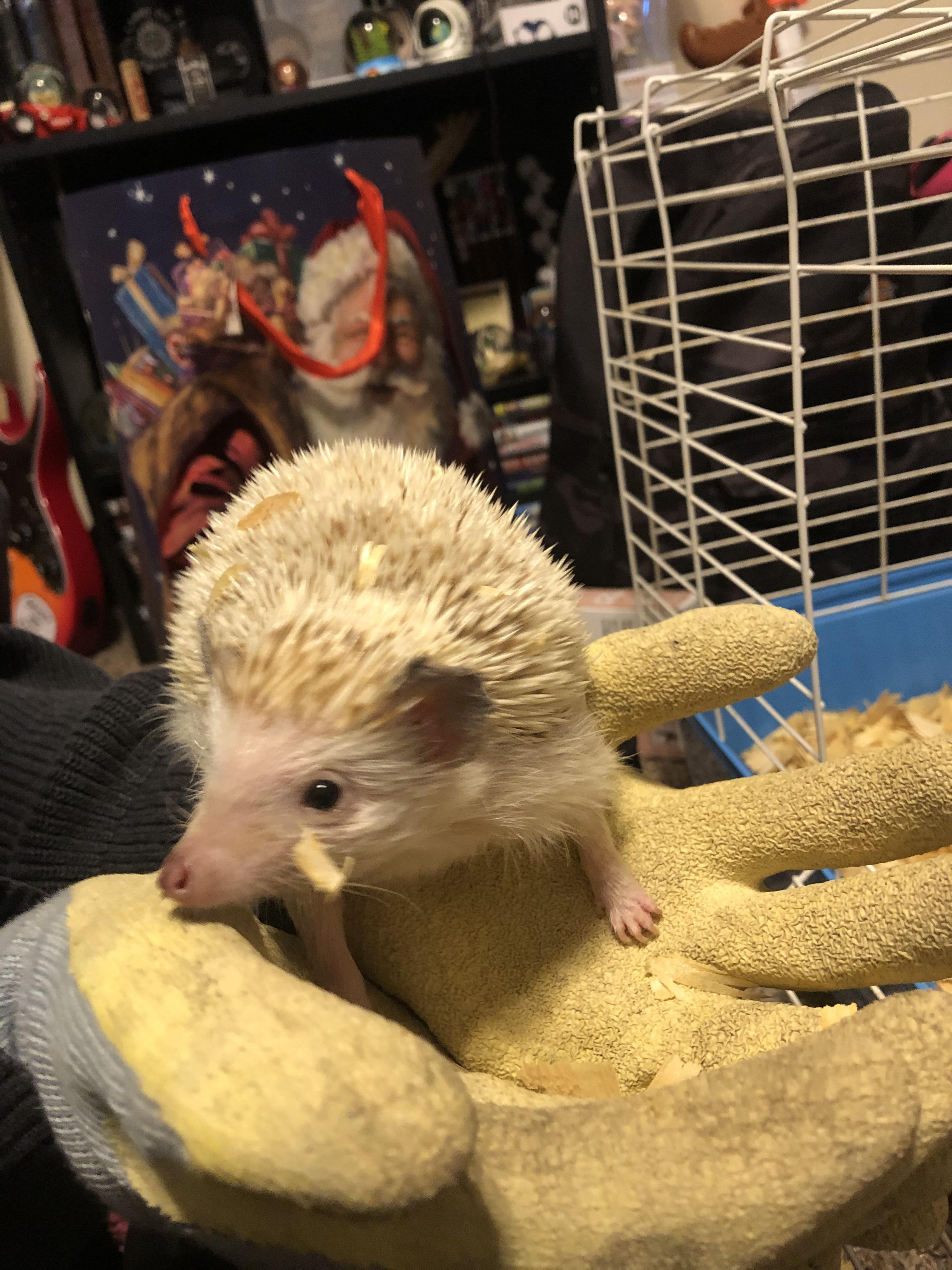 My very First Hedgehog (OC) | Scrolller