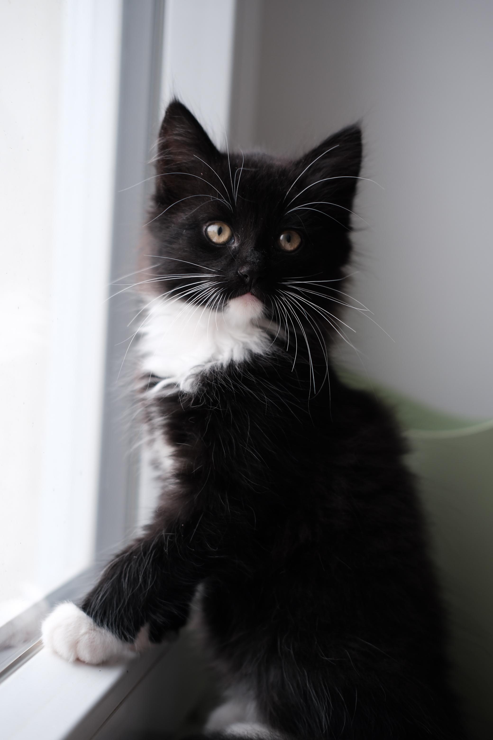 First post! This is Grimm - who has got an overbite just like his mom :D | Scrolller