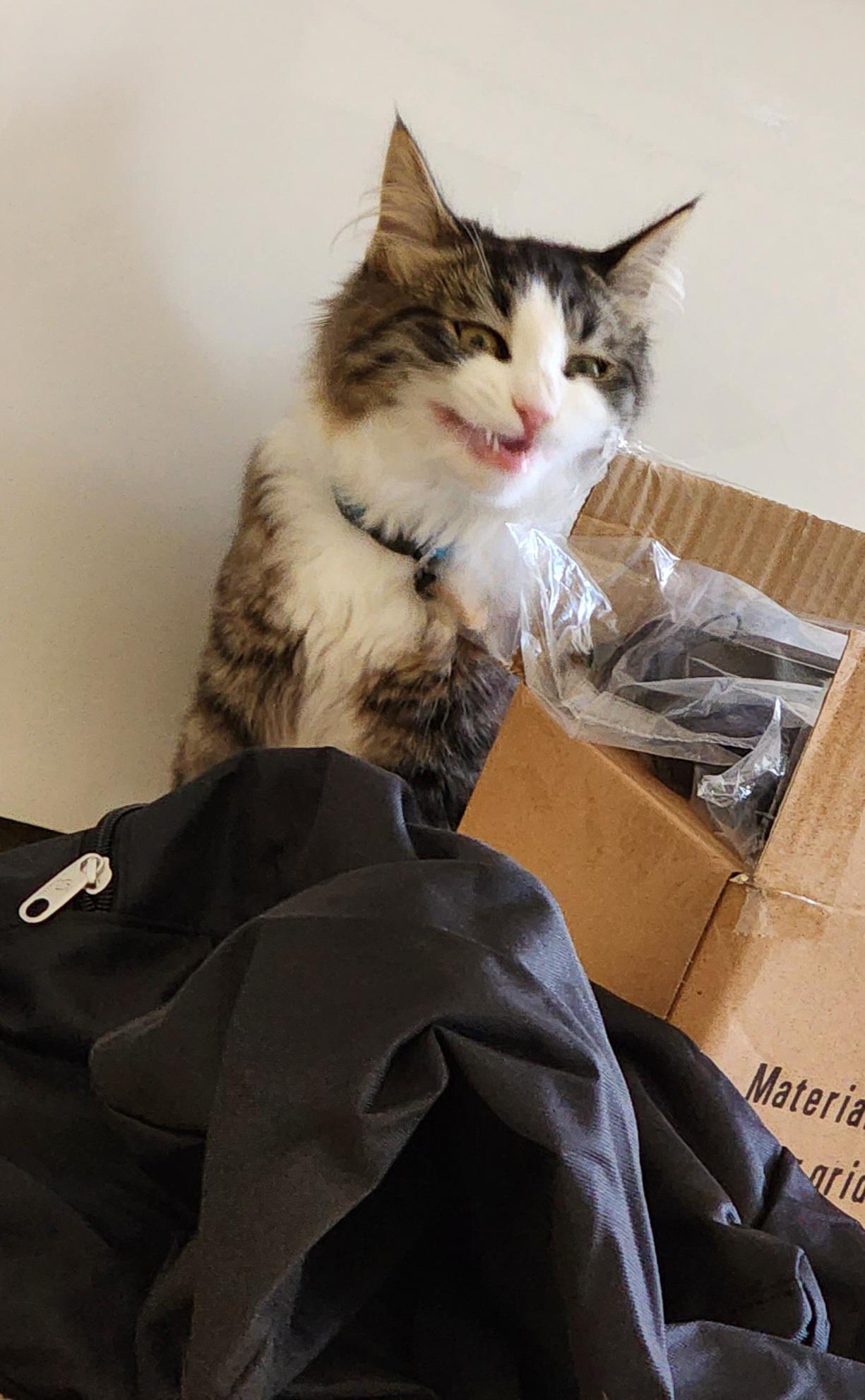 Bongo went full demon mode | Scrolller