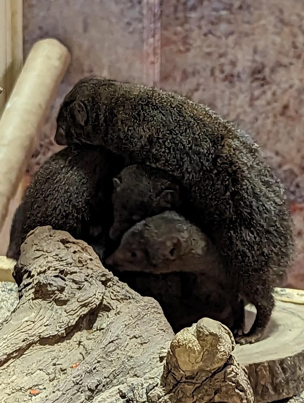 A pile o' mongoose | Scrolller