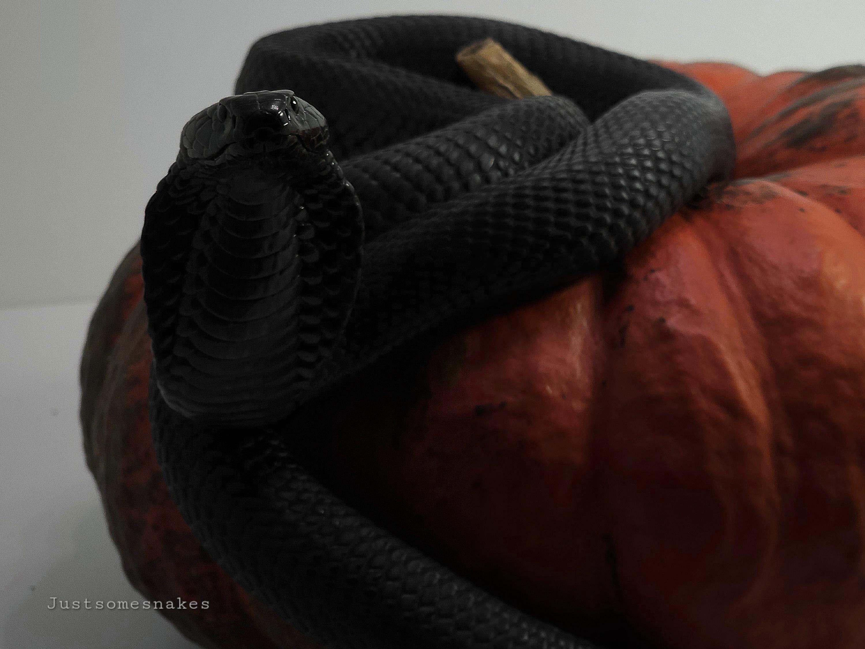 Discover more like Snakes: Black spitting cobra halloween pictures and Related Content | Scrolller