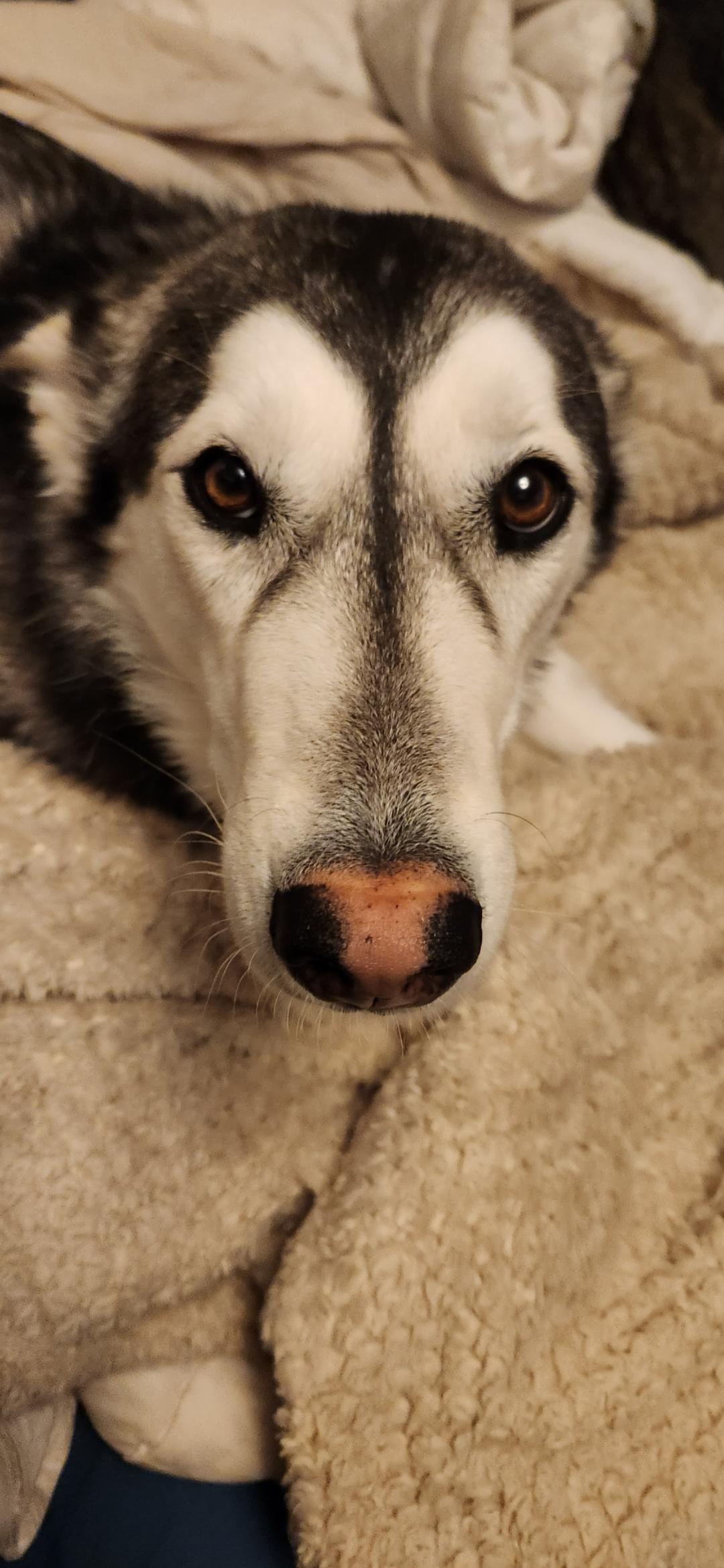 Marley and her many moods | Scrolller