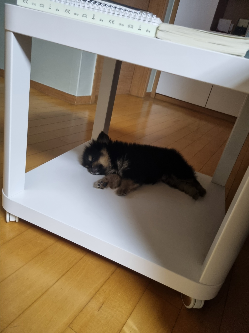 [OC] He's a heavy sleeper | Scrolller