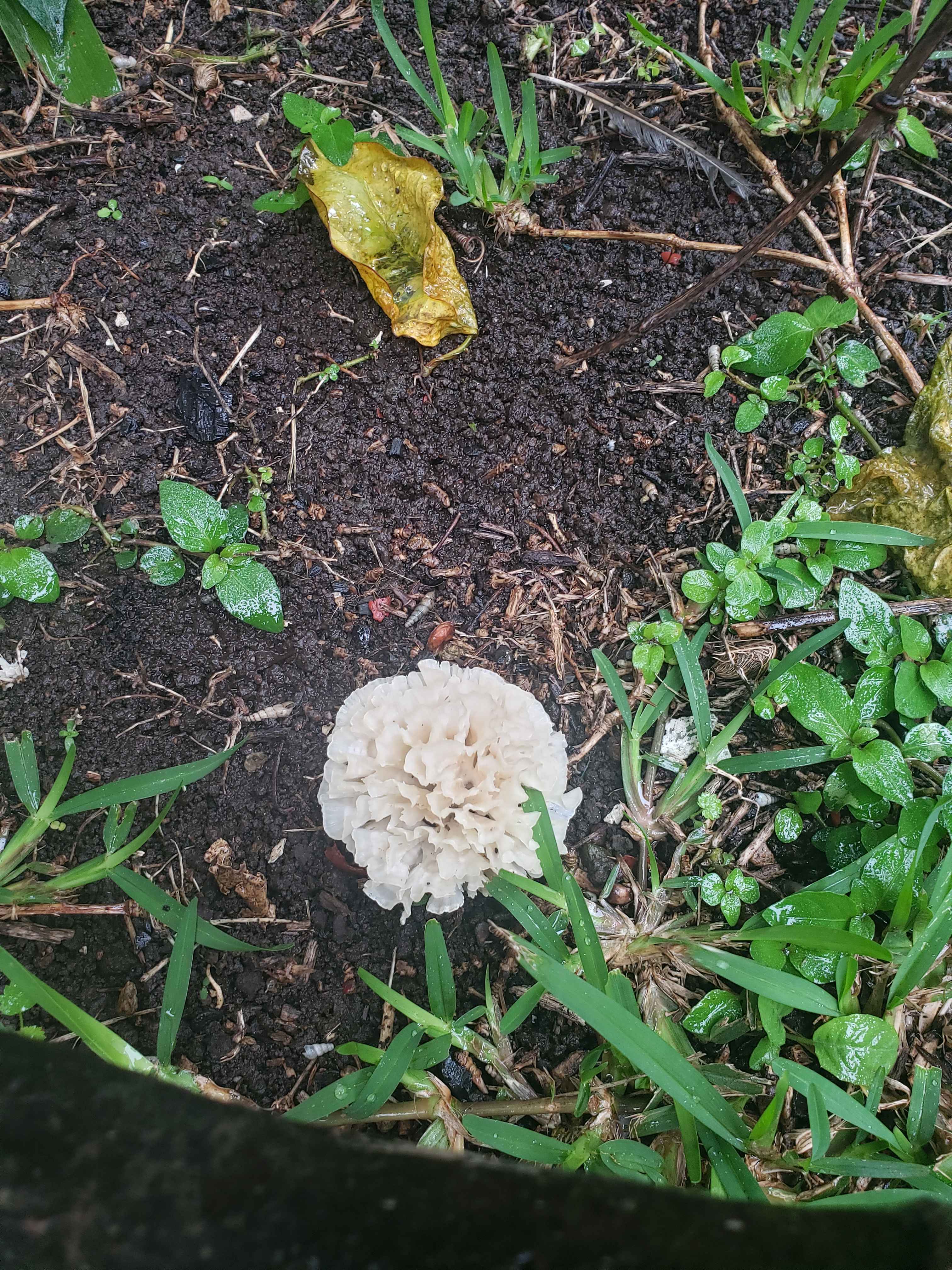 This group of mushrooms recently appeared in my backyard and I would really appreciate if you ...