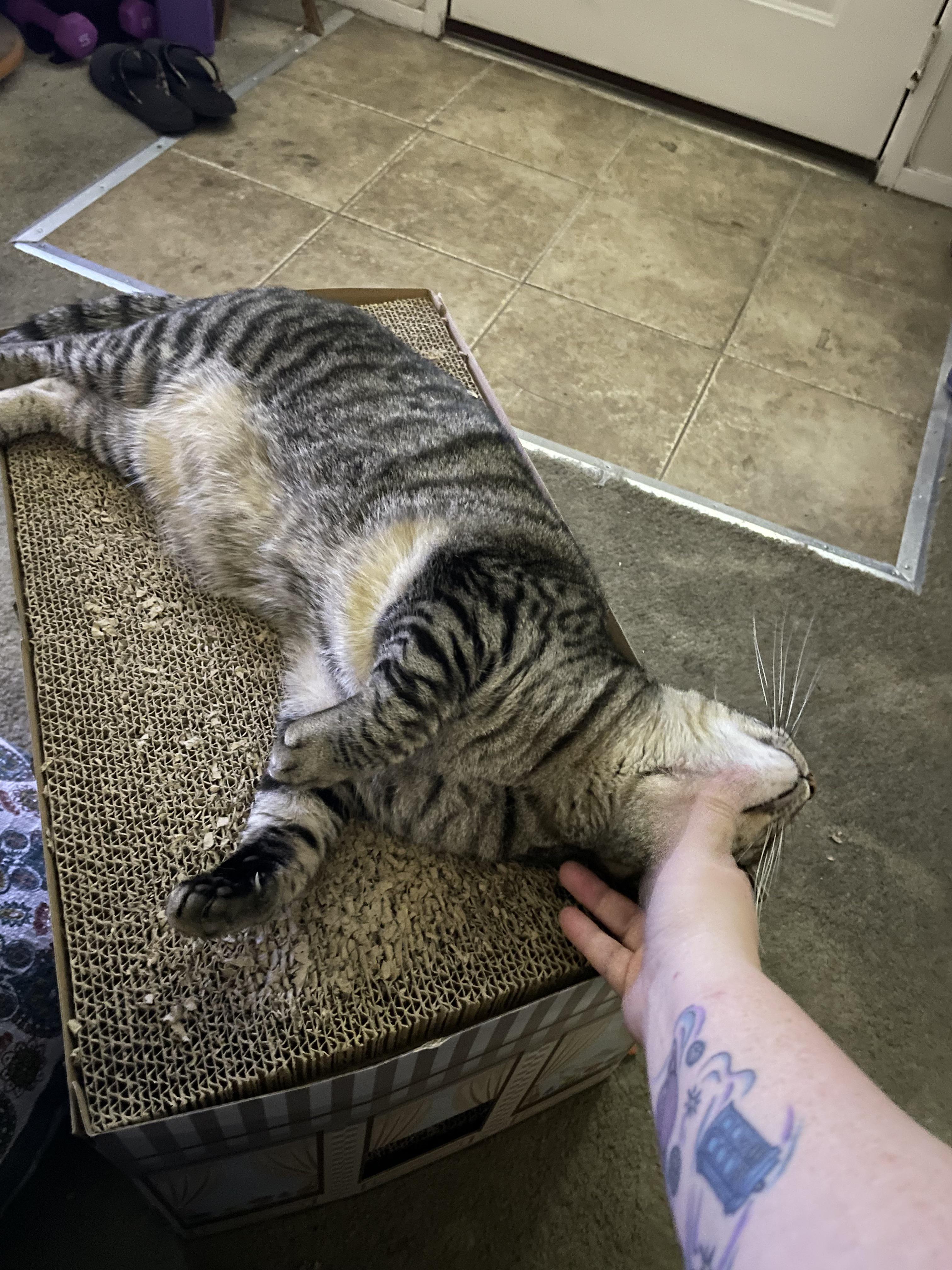 [OC] 3 years ago, we brought this little hellion home from a local Rescue. Internet, meet ...