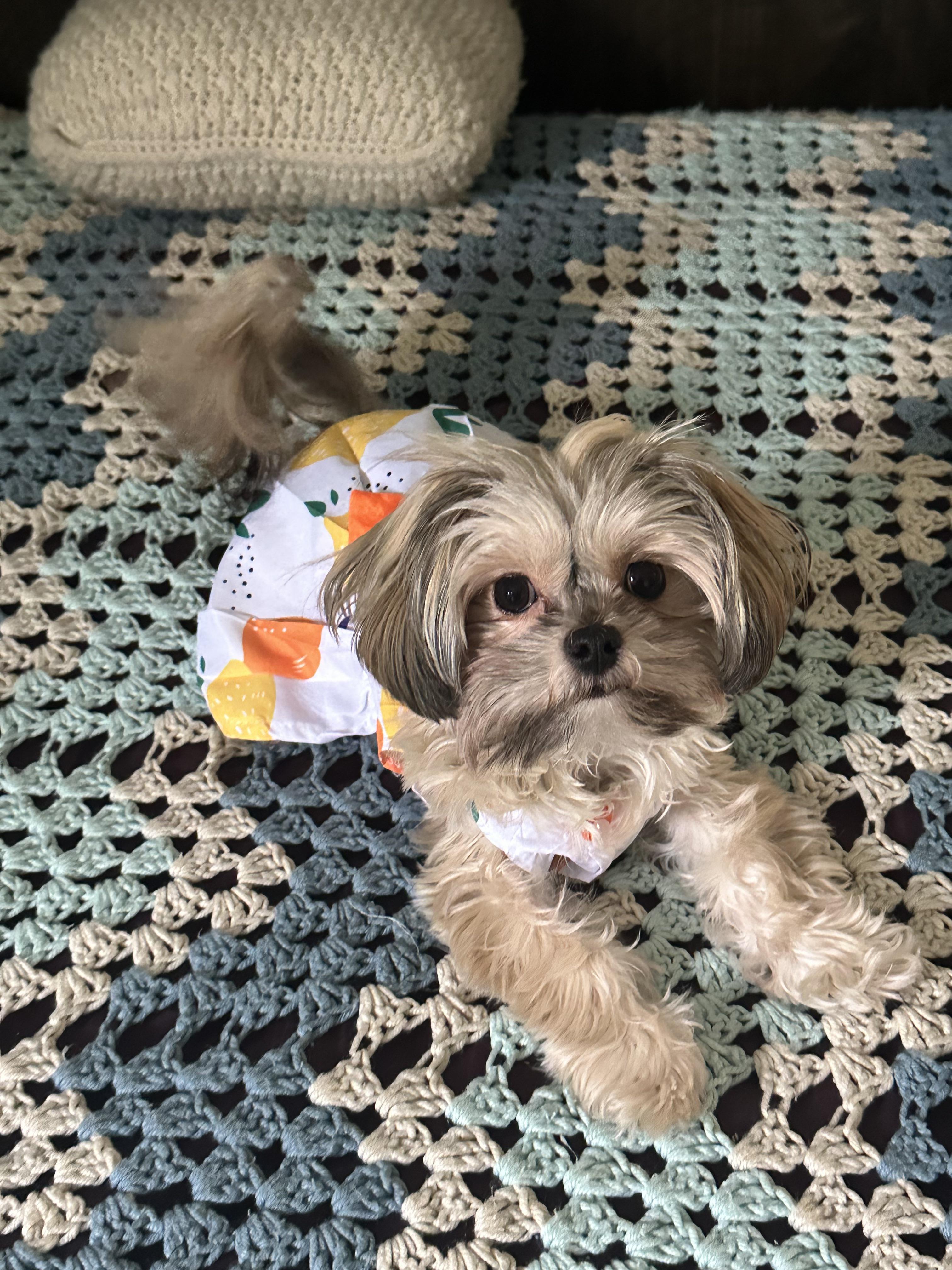 Homemade photo shoot with Buttons | Scrolller