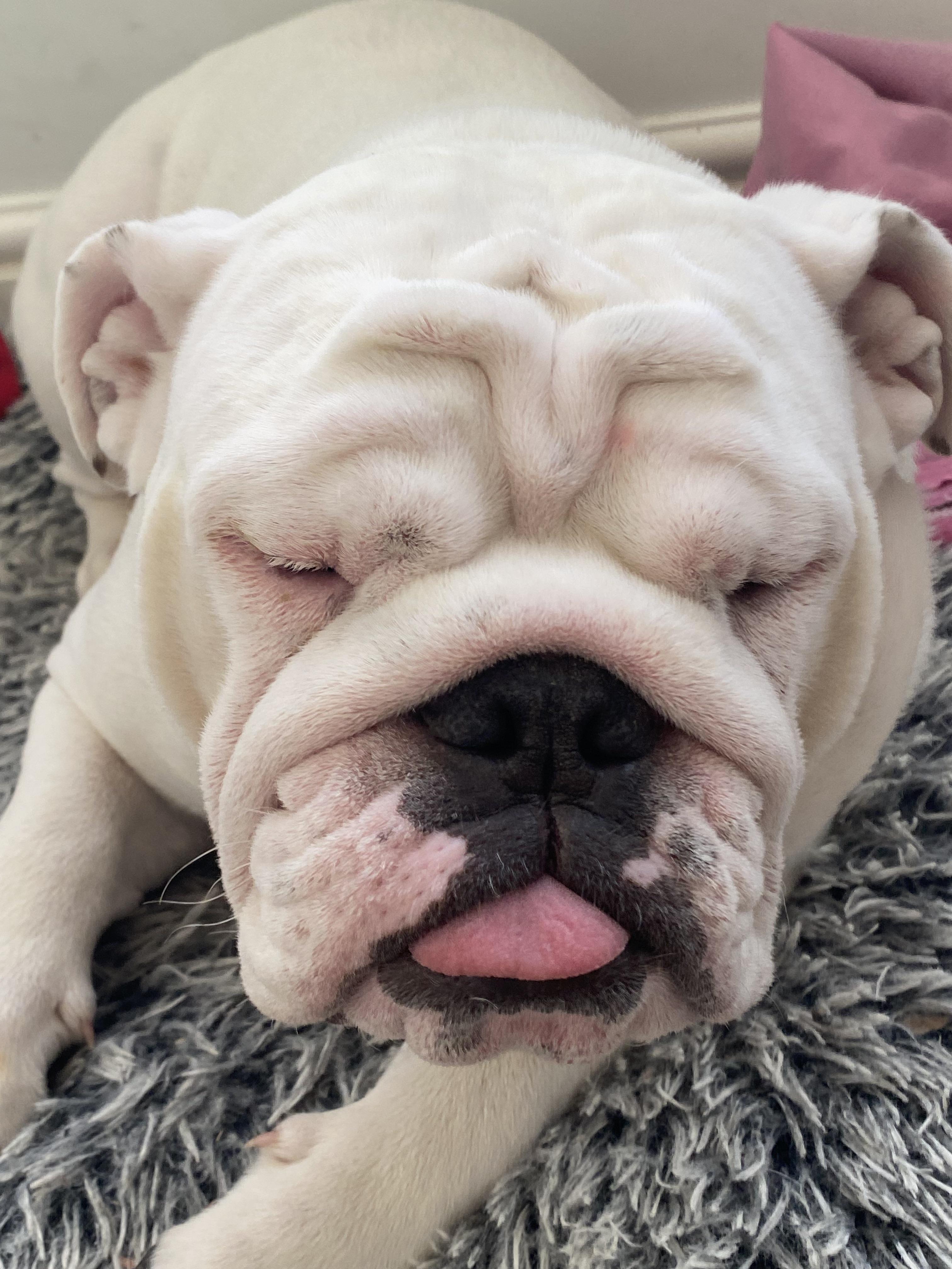 Daily Herbert - Day 8 | Scrolller