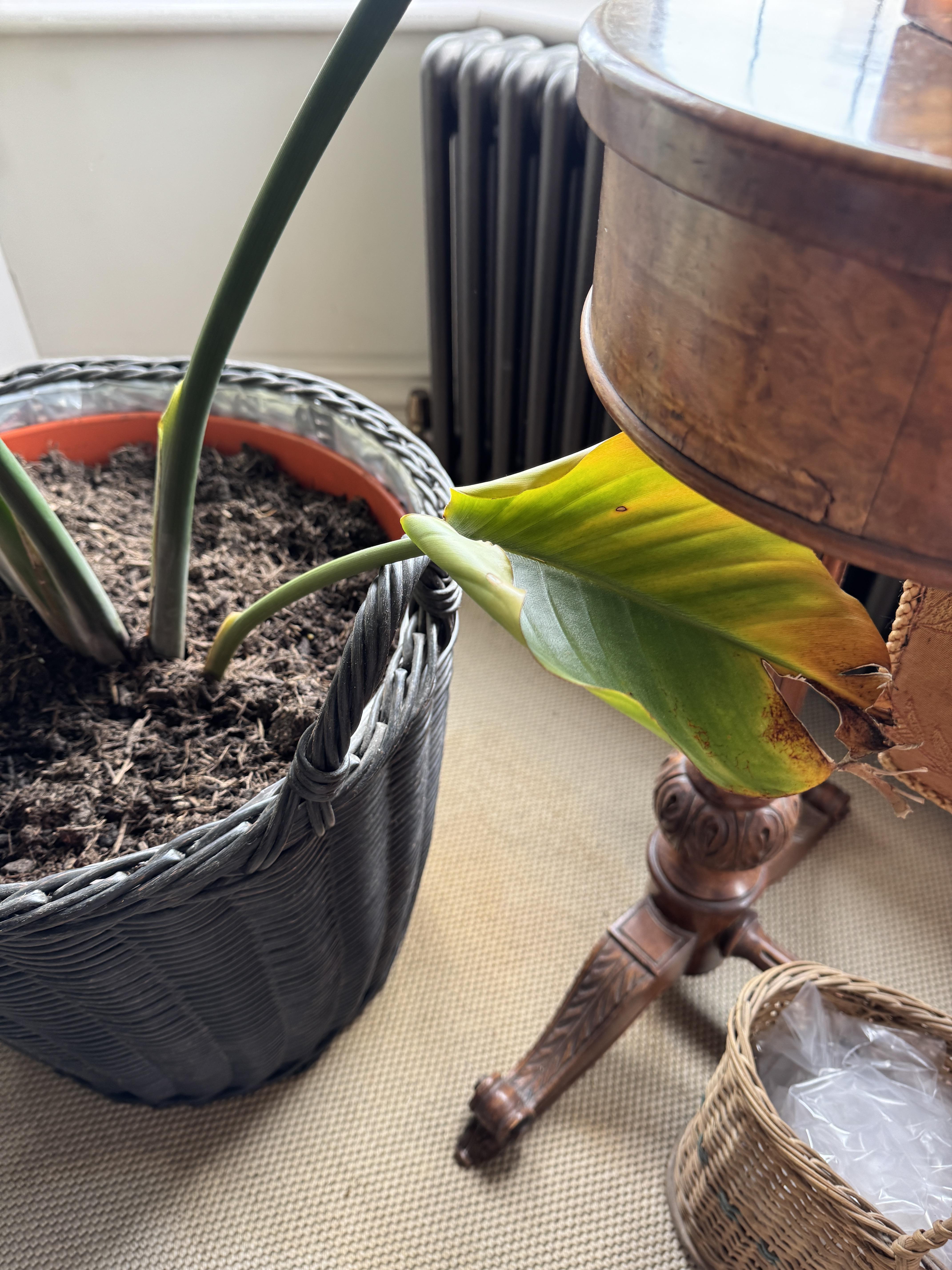 Plant Unhappy Following Repotting? | Scrolller