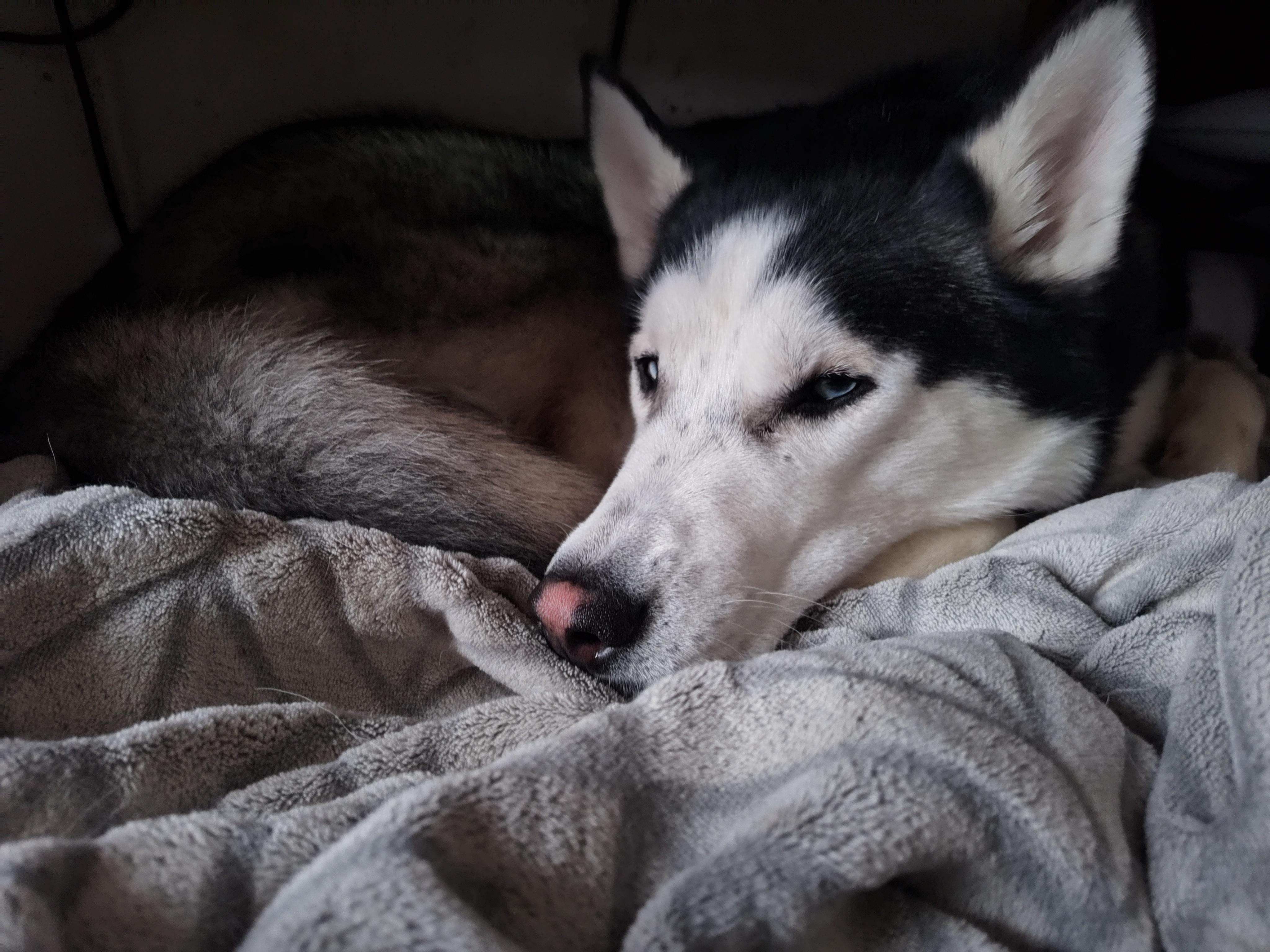 What's personal space when you have Huskies | Scrolller