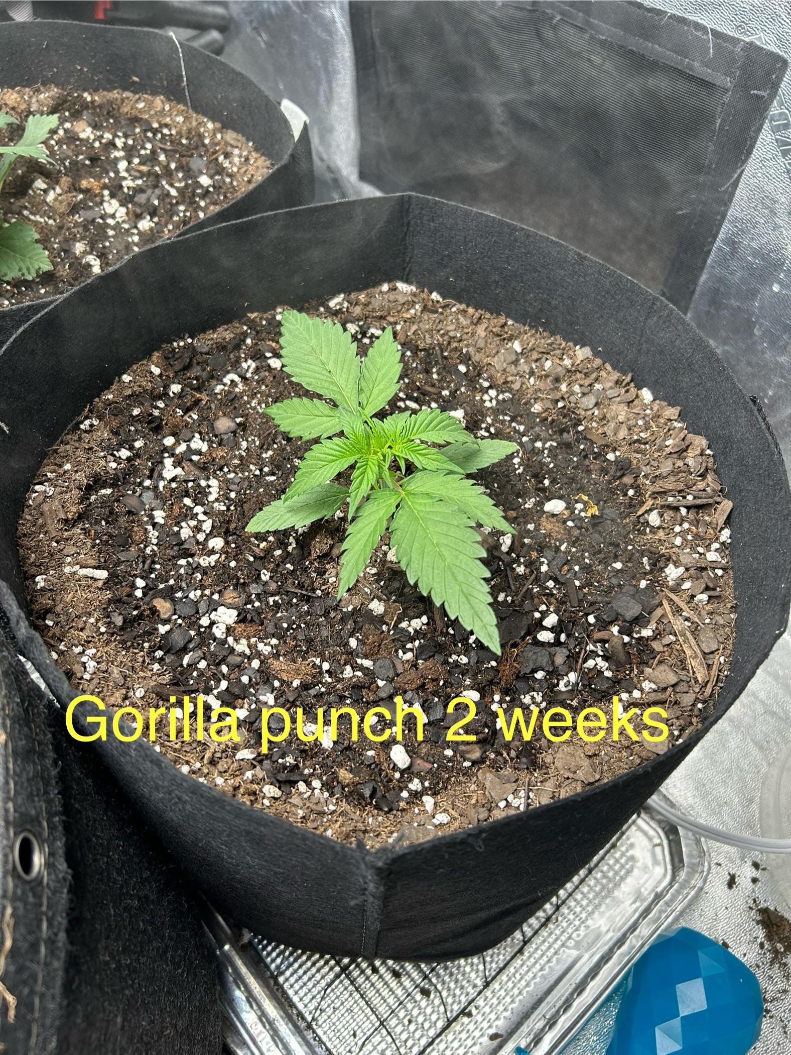 Week 2 Progress | Scrolller